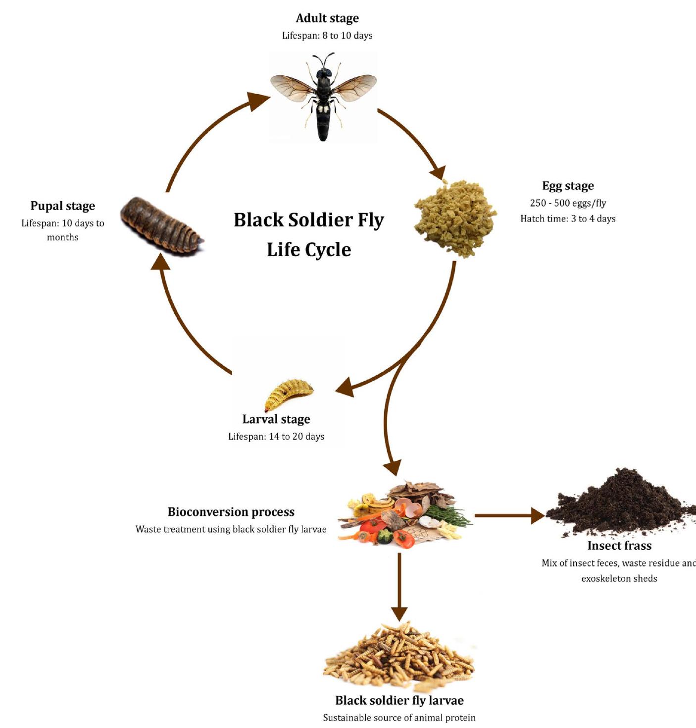 Engineering of the bio-waste recycling process using black