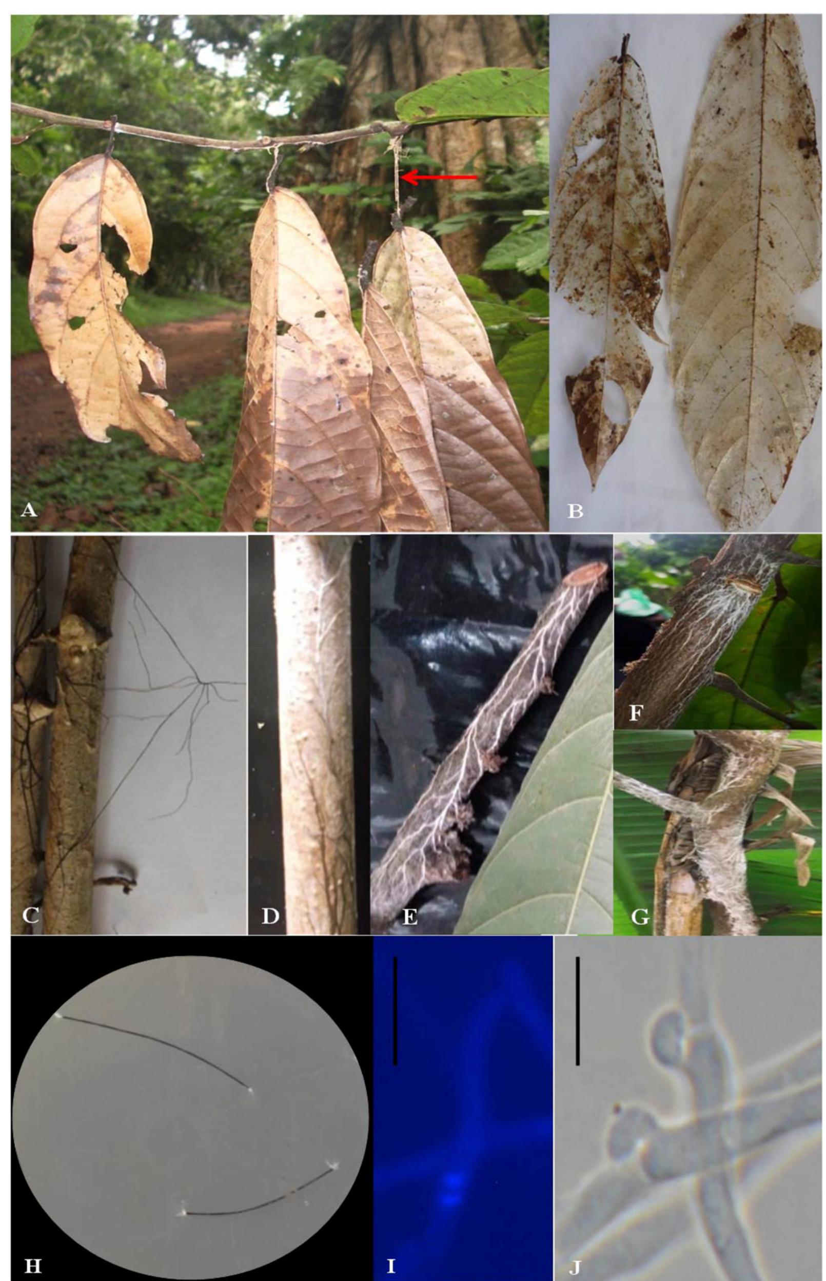 Thread blight fungi in ghana: a, rhizomorph (arrow)