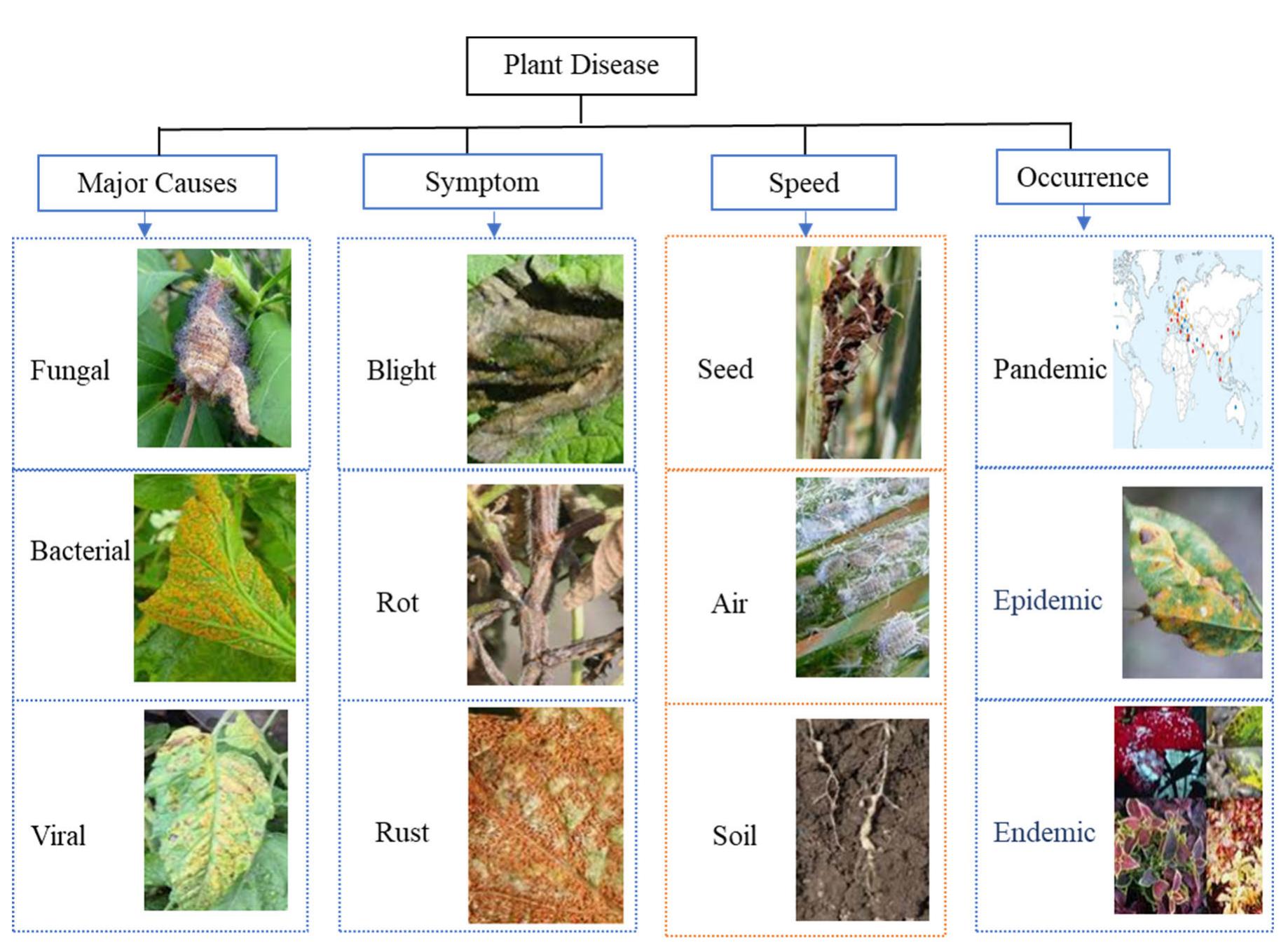 Plant disease classification.
