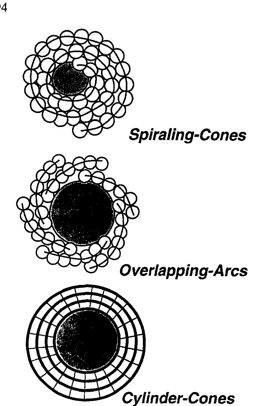 Three types of root cap pattern seen in transverse sections