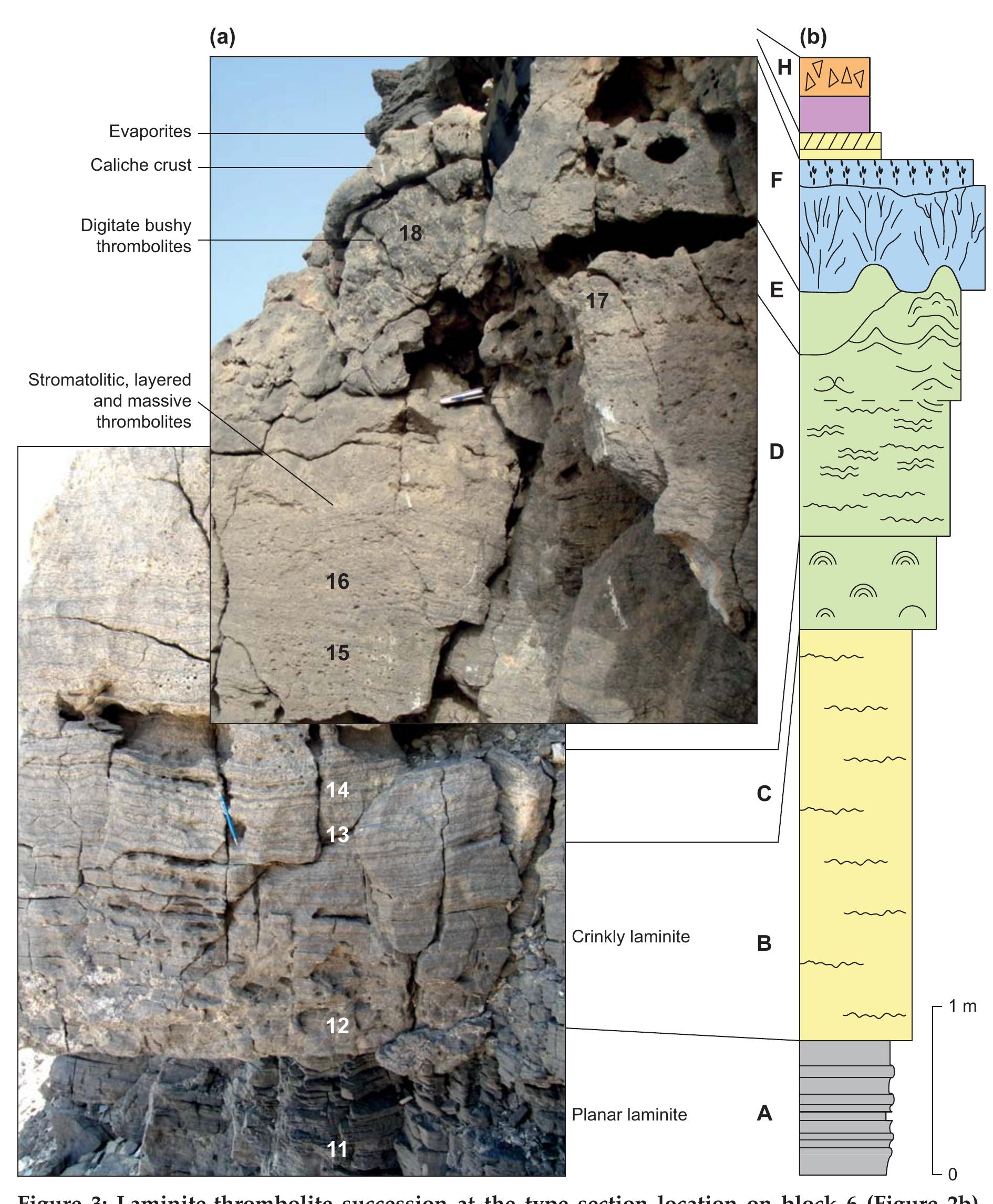 Figure 4 - Neoproterozoic microbialites in outcrops of the