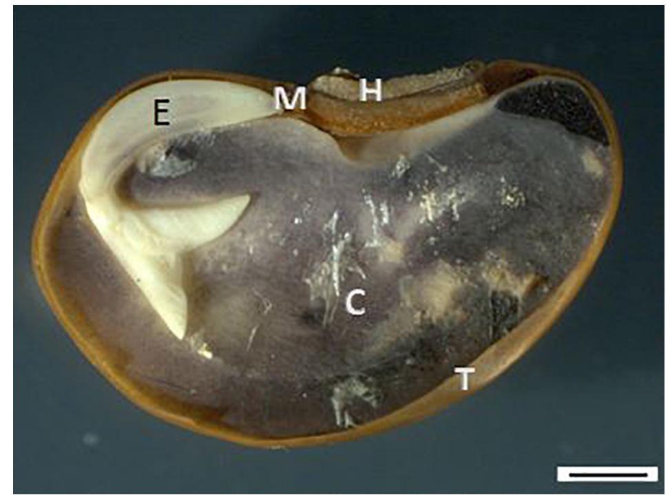 Figure 2 - from Impact of soaking process on the