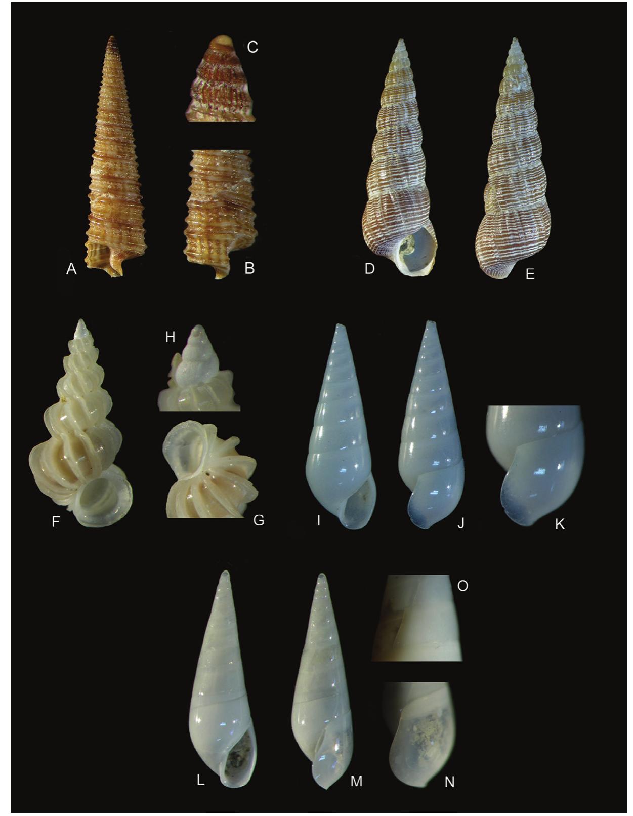 A-o. viriola cf. bayani: ventral (a) and dorsal (b) views of