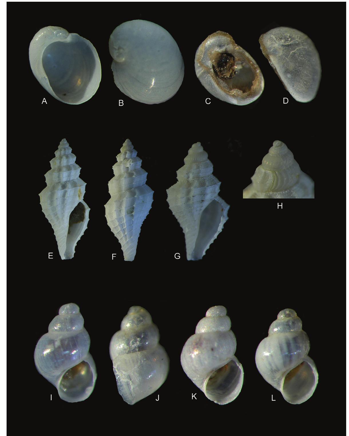 A-l. lamellaria latens: ventral (a, c) and dorsal (b, d)