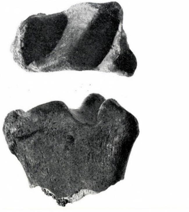 Distal tibia fragment of horse fig. 1. anterior hoof bone of