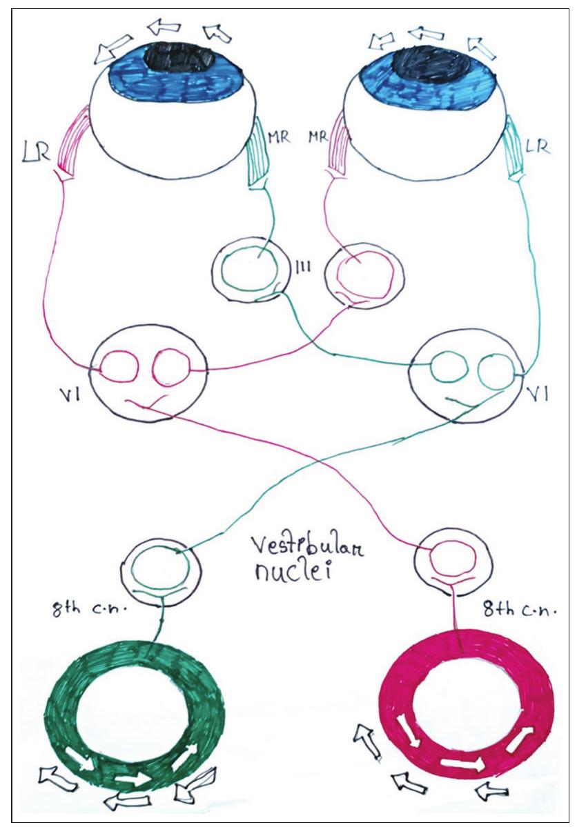 Neural pathway of the vestibulo-ocular reflex ateral,