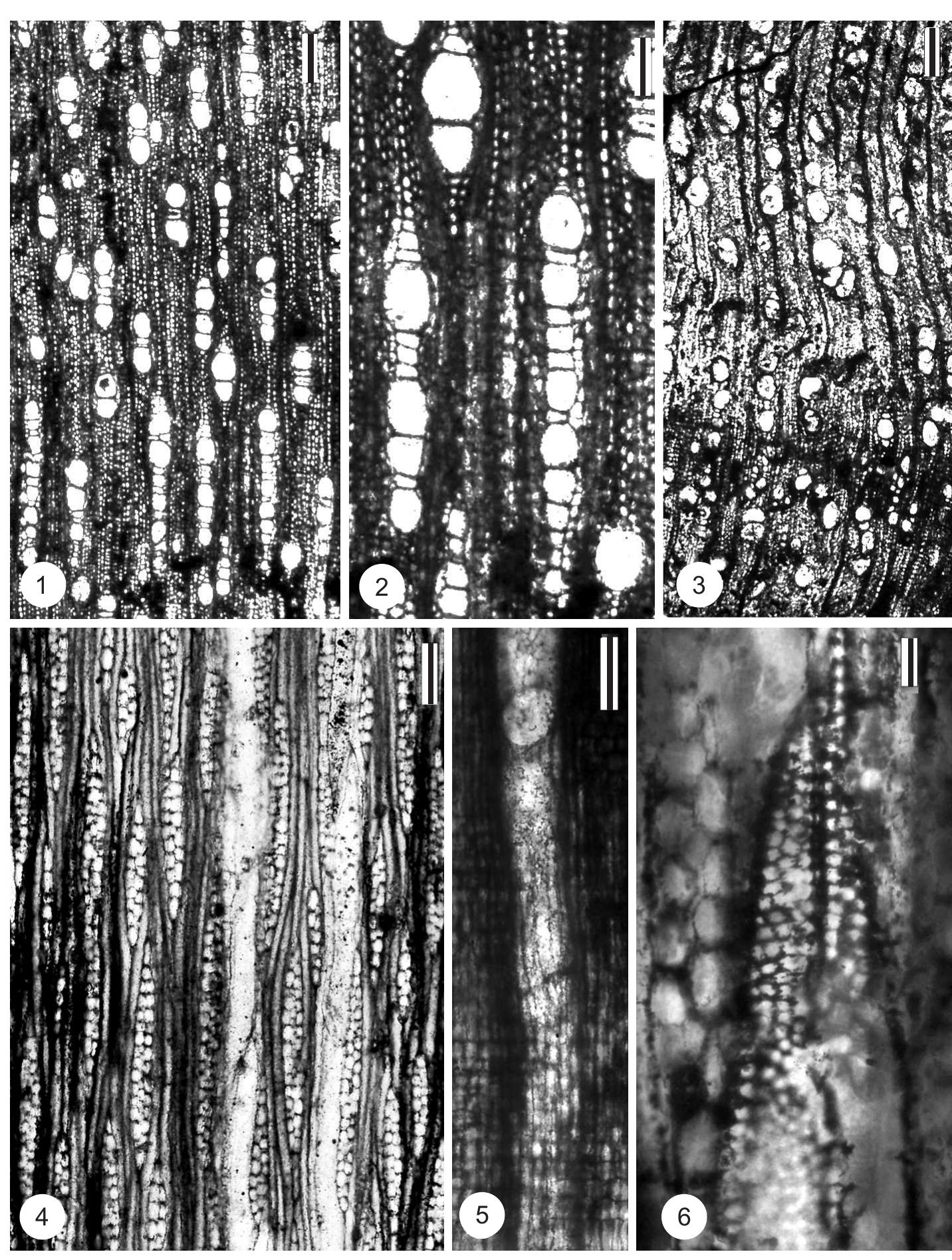 -6. oleoxylon deccanense. — 1-3: diffuse porous wood, ts.