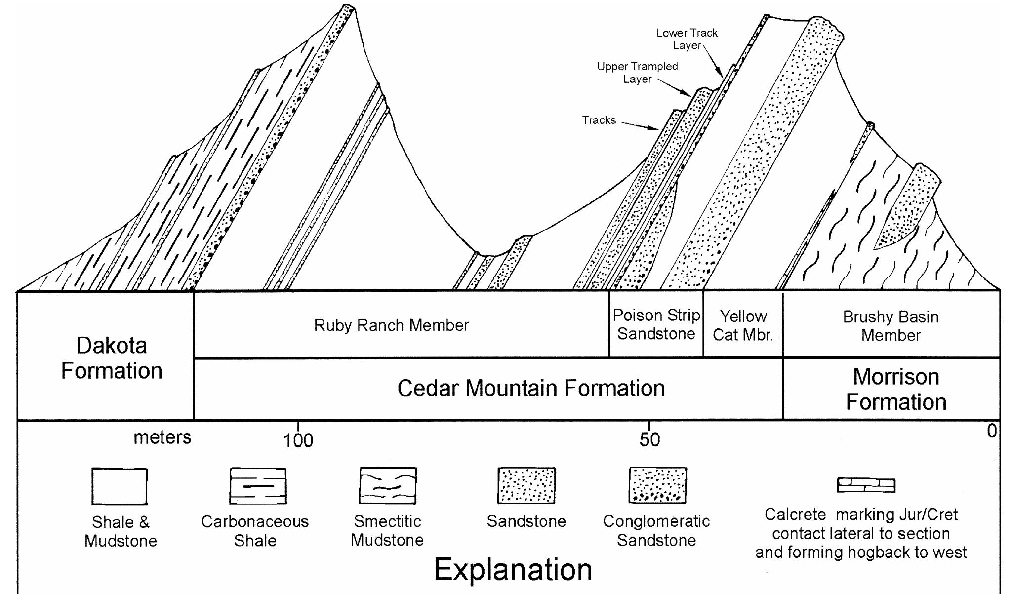 Schematic, cross section of stratigraphy through the cedar