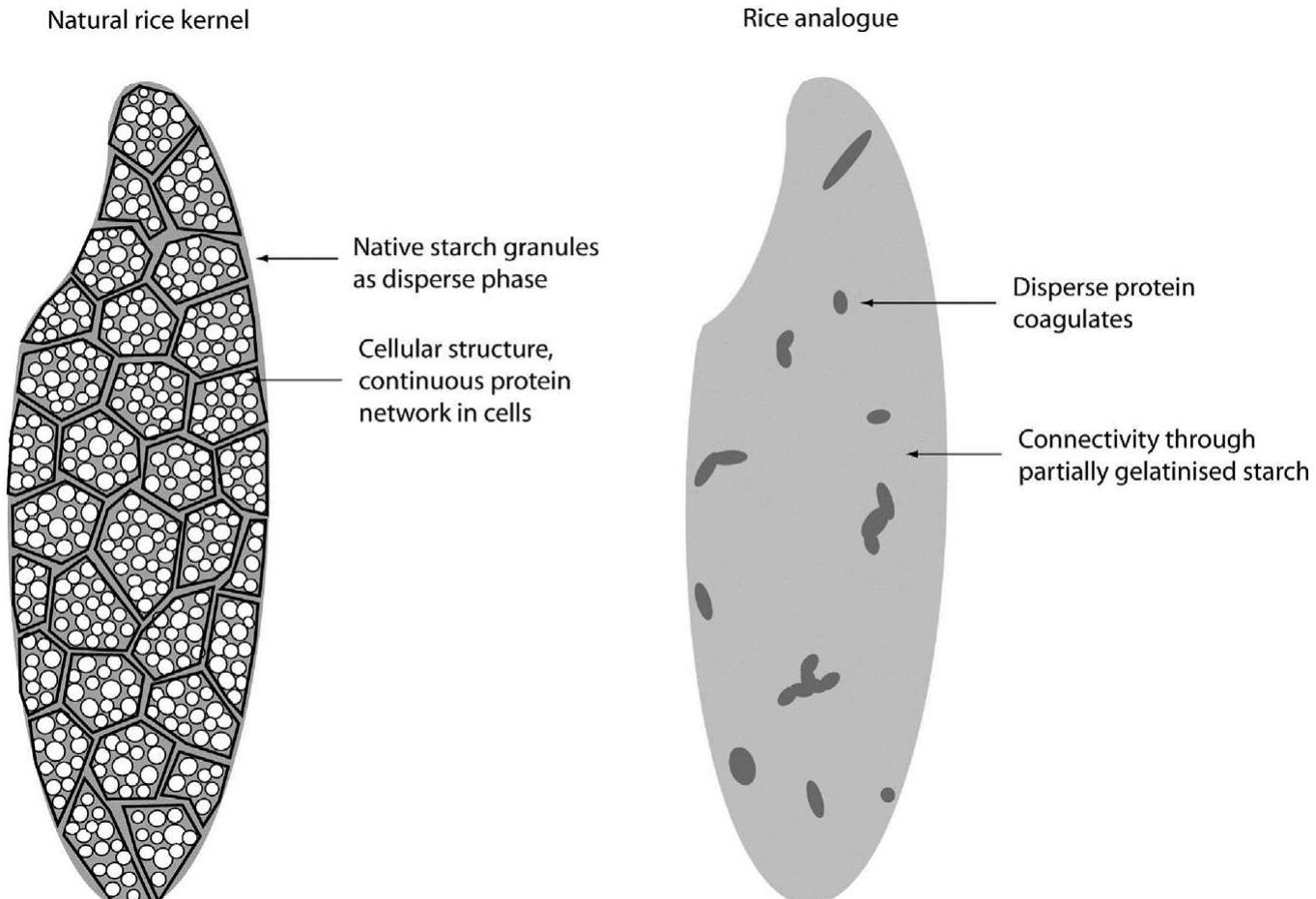 Schematic drawing of kernel microstructure of native and