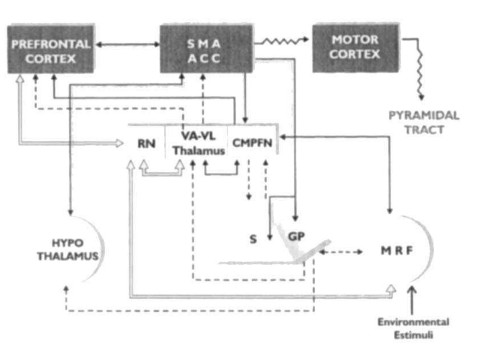 Schematic diagram of motor cortex activation highlighting