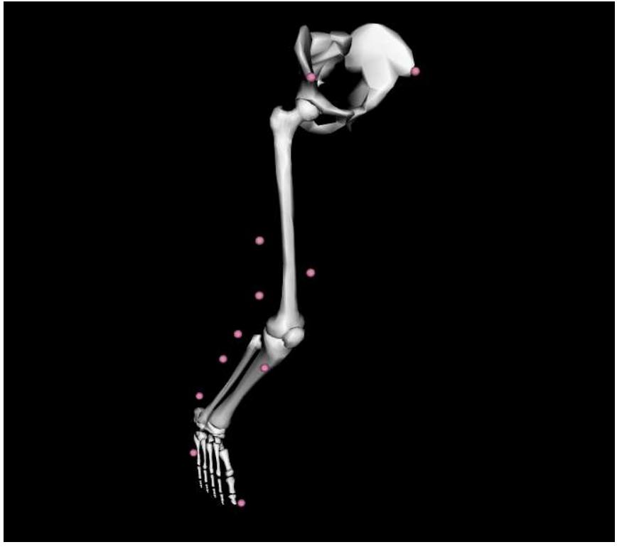 1: visualization of the opensim leg6dof9musc model.