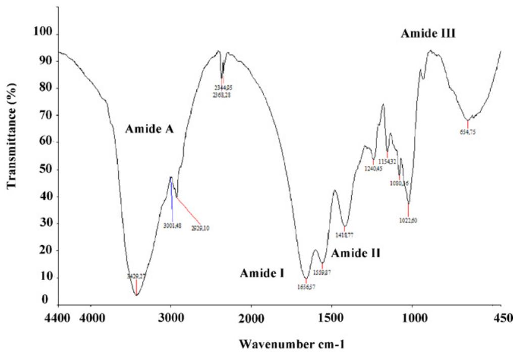 Fourier transform infrared (ftir) spectra of marine snail