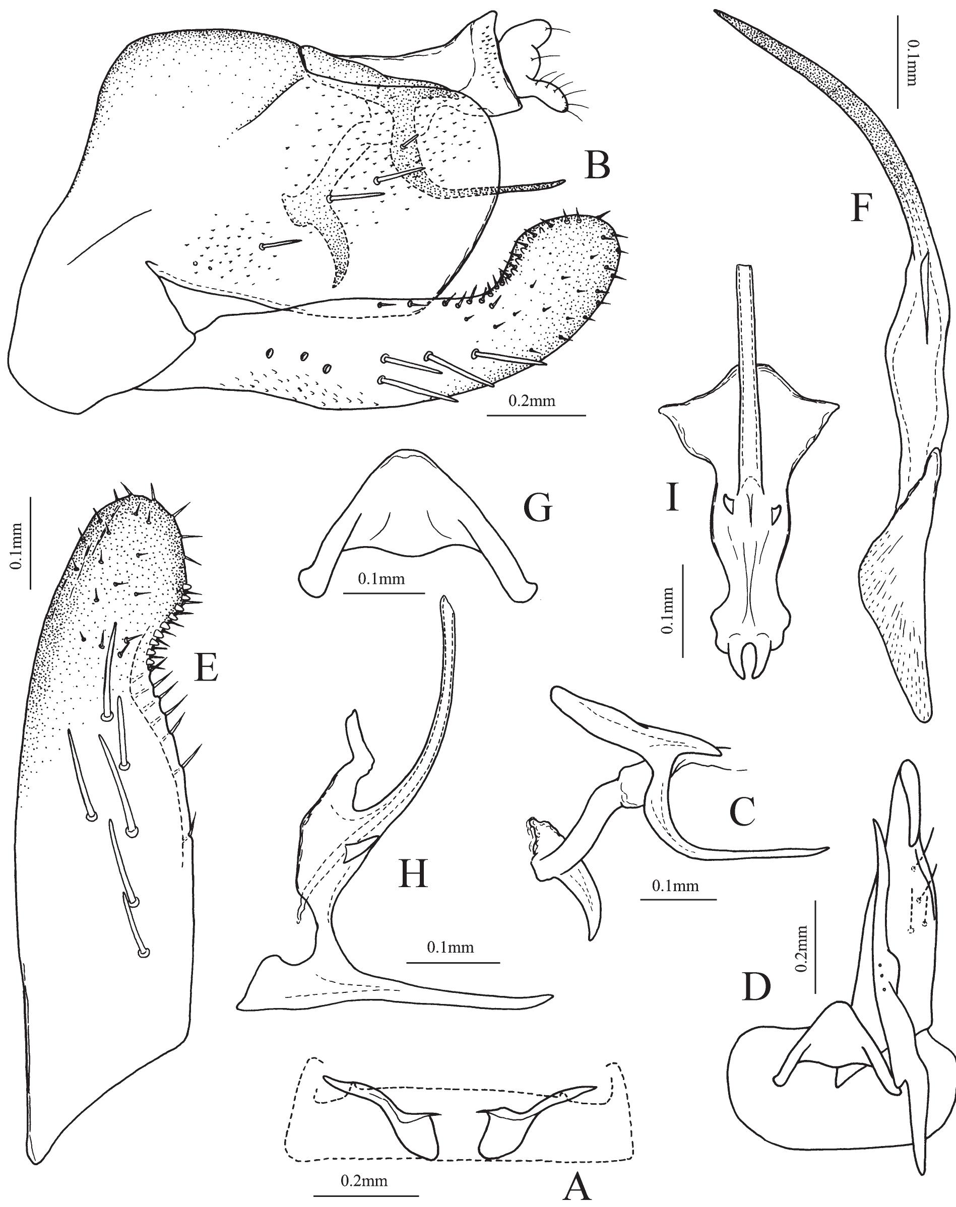 Gladkara bifida sp. nov. a— apodemes 2s; b — genital