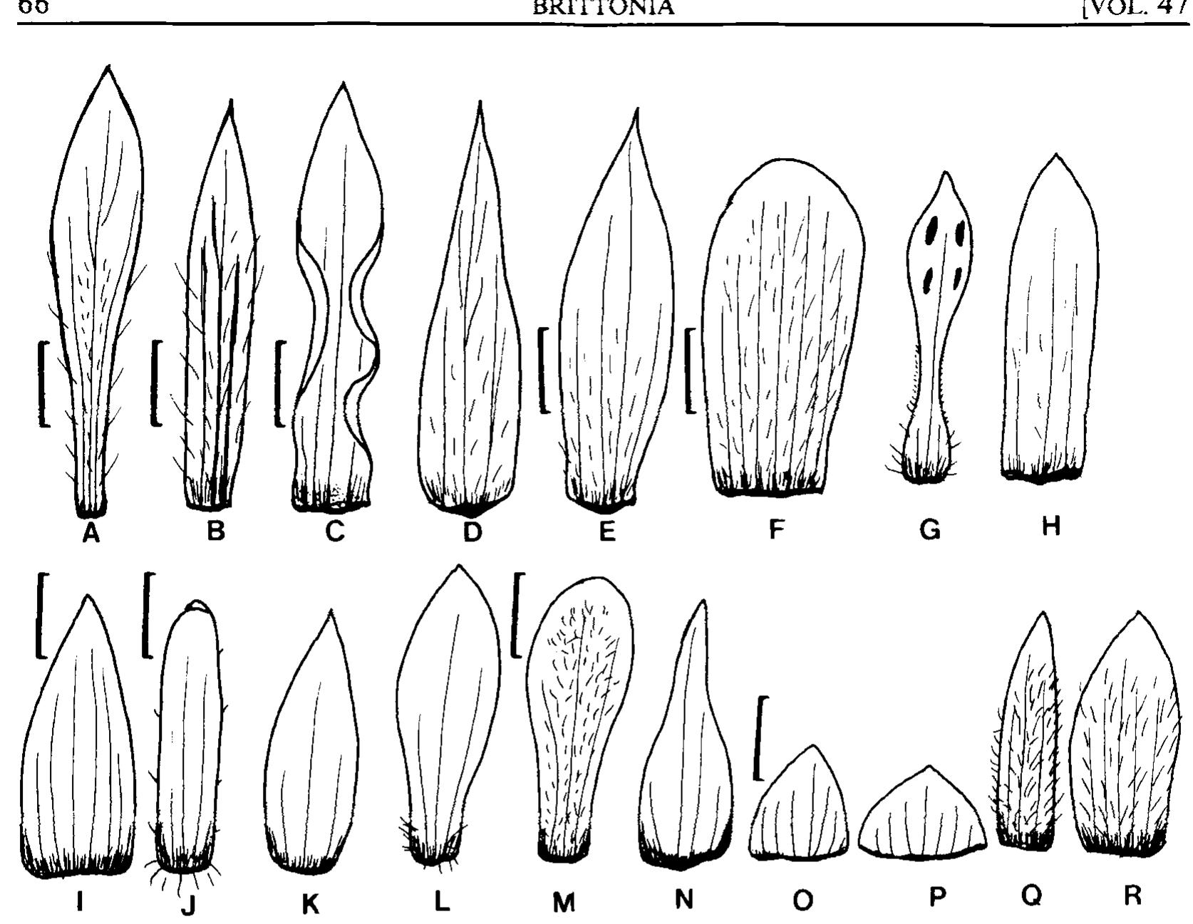 Fic. 1. morphology of outer phyllaries in species of african