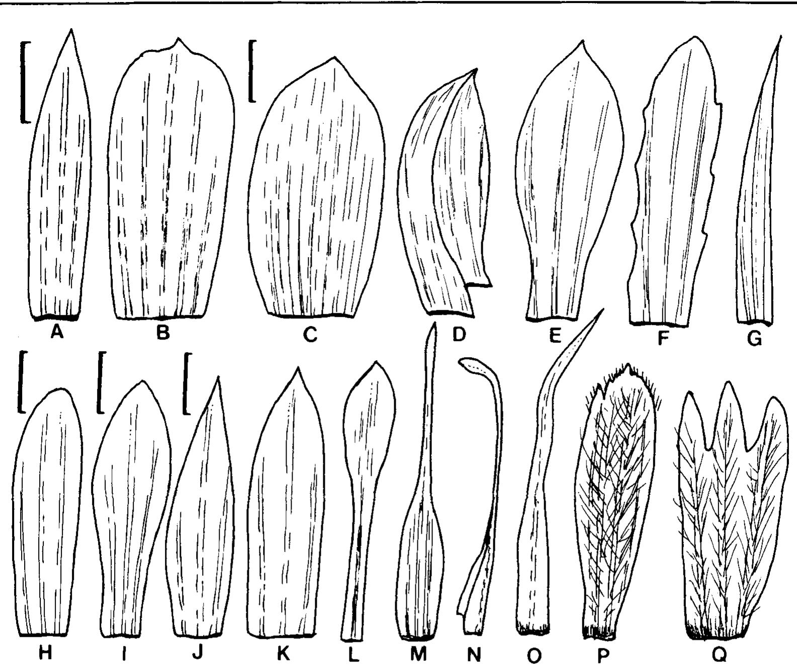 Fic. 3. paleae morphology in species of african bidens (a-g)