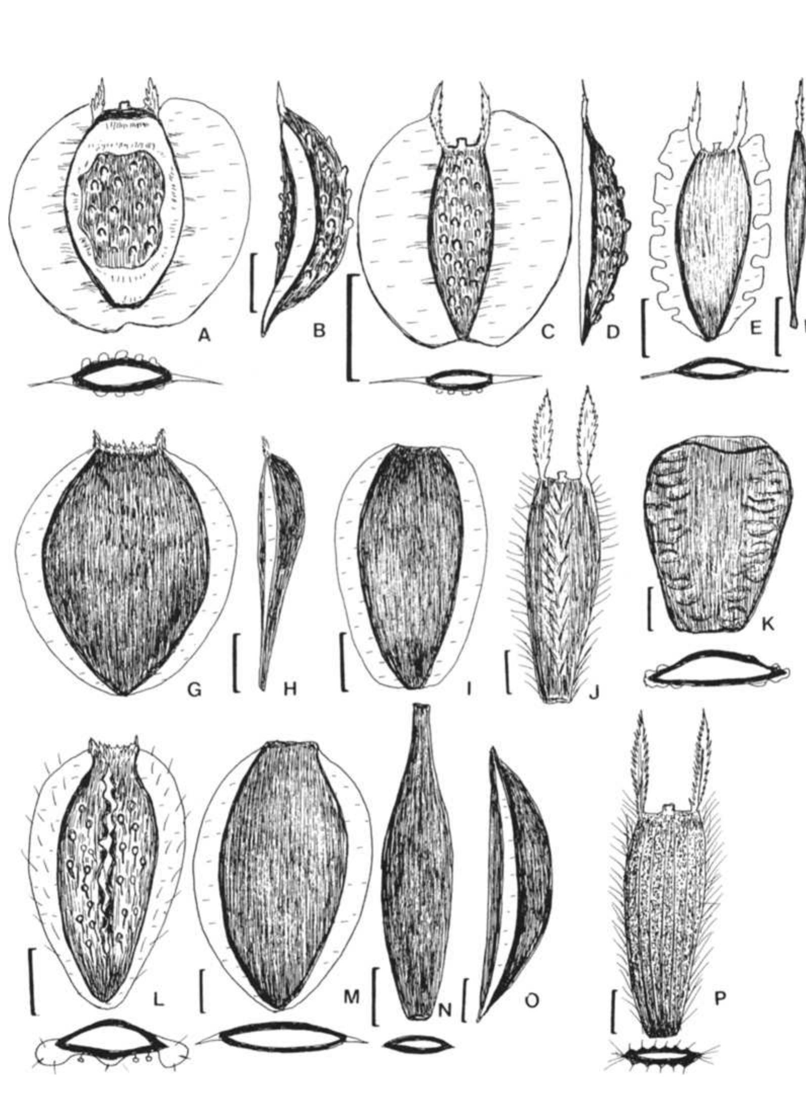 Fra. [1. achene morphology of north american species of