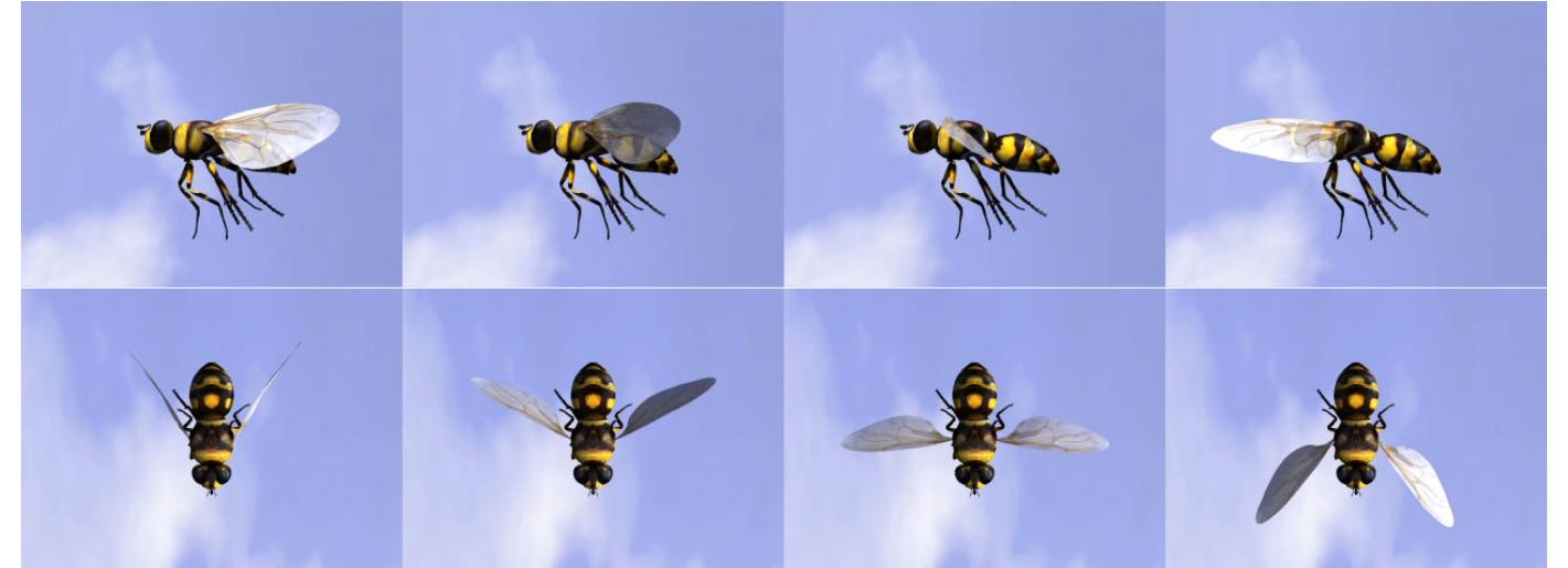 Illustration of one-half cycle of wing motion (i.e. the