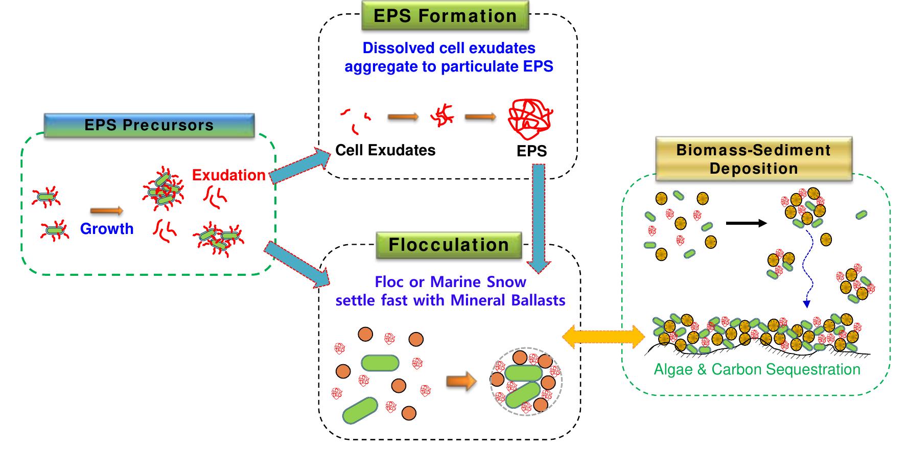 Conceptual model of eps formation and bio-mediated