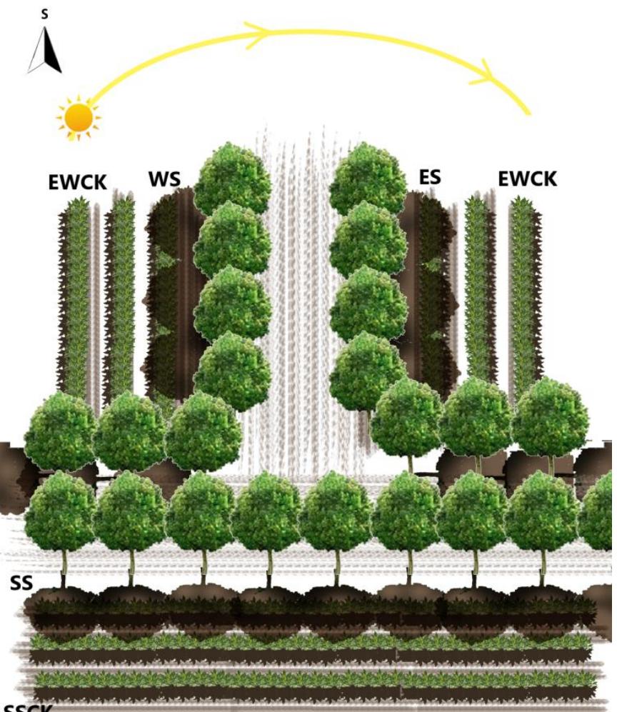 Experimental plot layout of roadside tree ecological shading