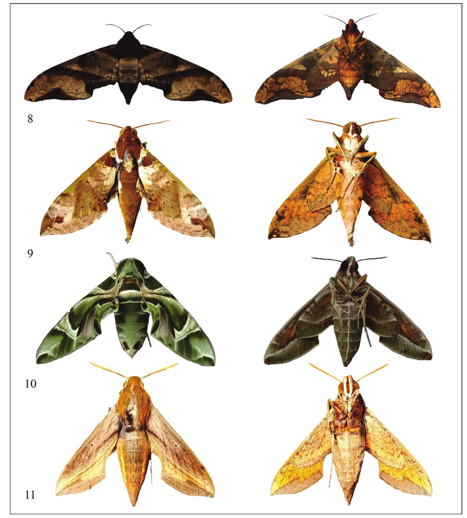 Amplypterus panopus, female, dorsal and ventral view. figure
