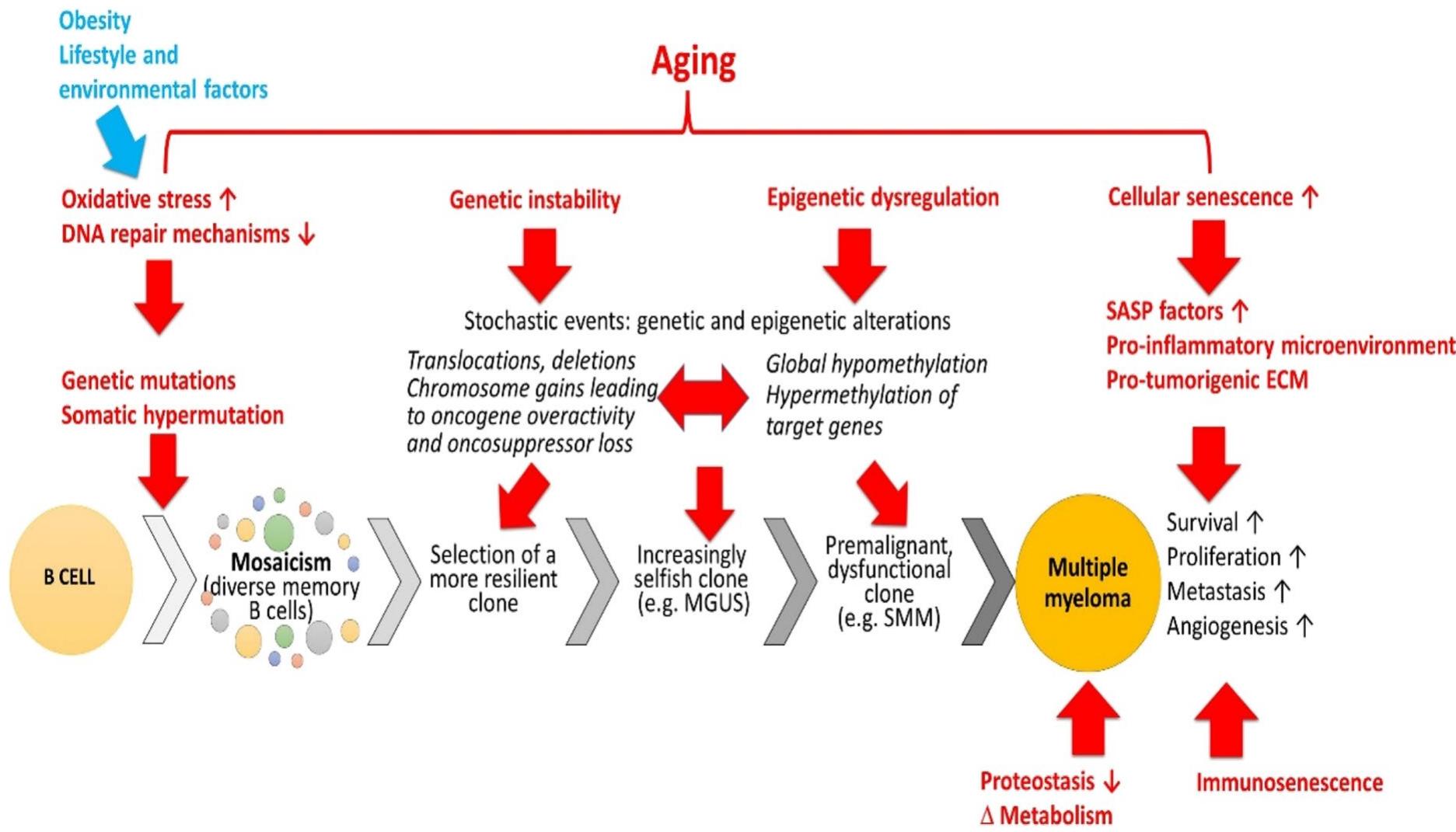 Figure 1 - from Multiple myeloma, a quintessential malignant