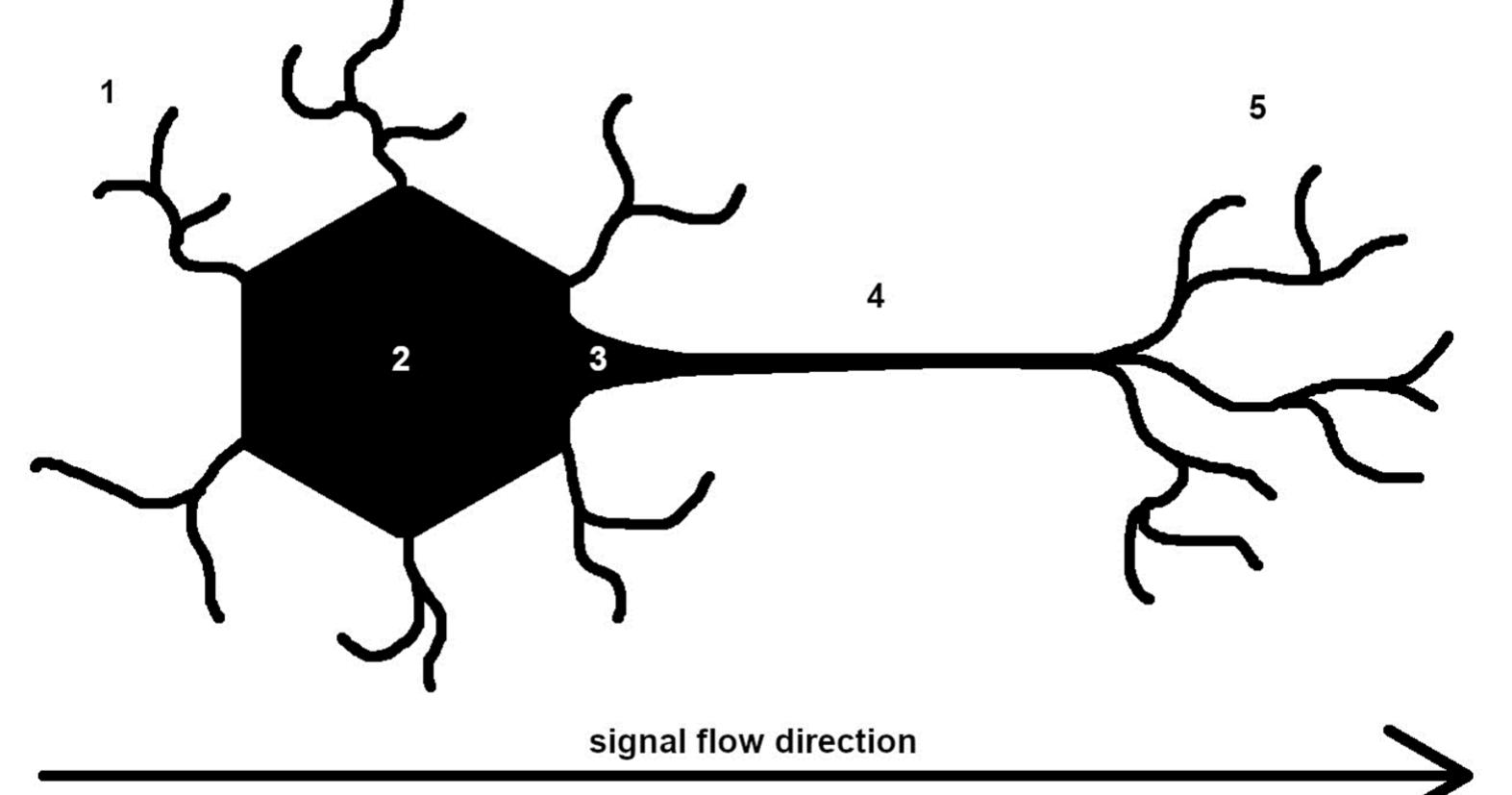 A simplified diagram of a human neuron. 1—dendrites, signal