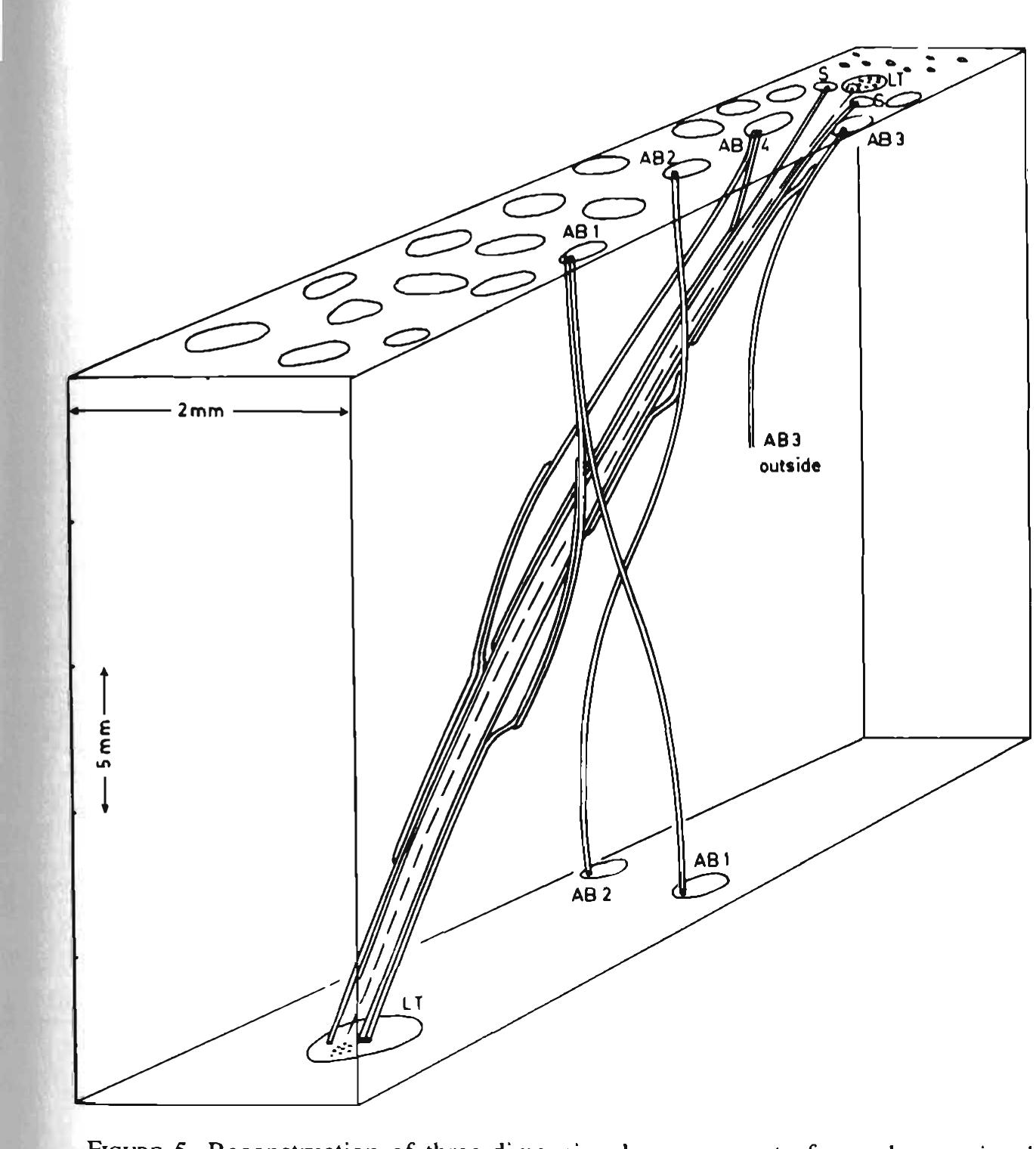 Figure 4 - Anatomy of the Palm Rhapis excelsa, VIII Vessel
