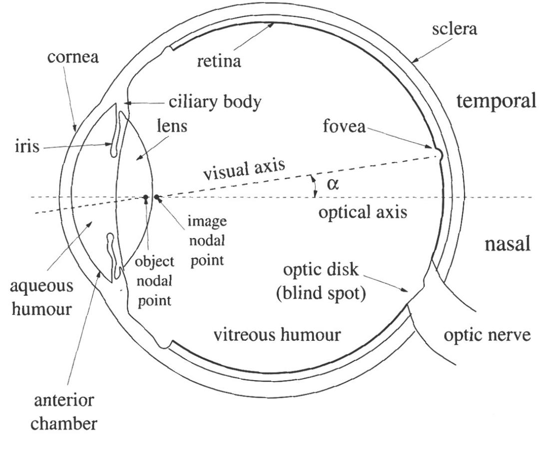 Schematic cross section of the human eye. the most important