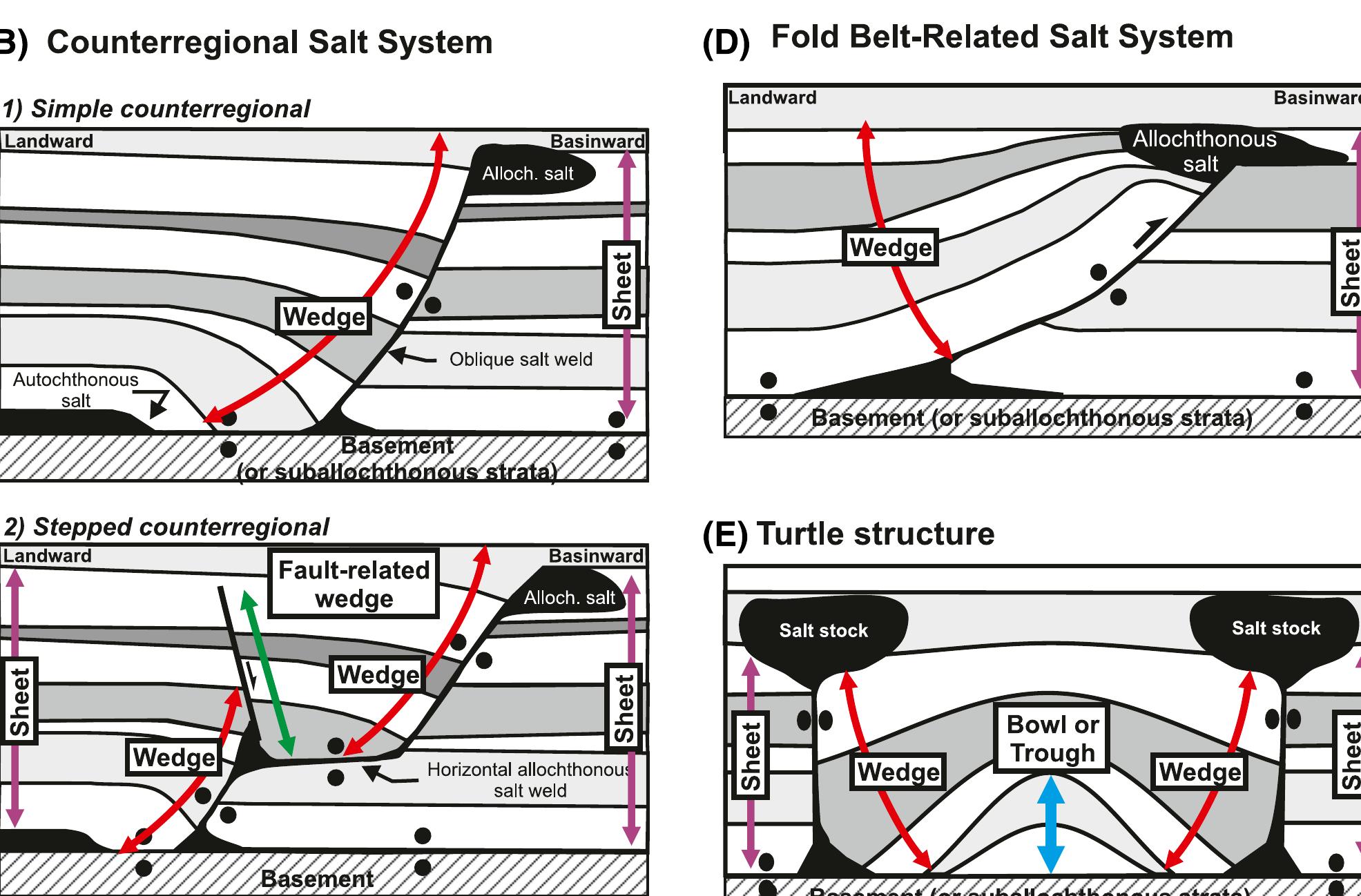 Schematic cross sections showing the distribution of