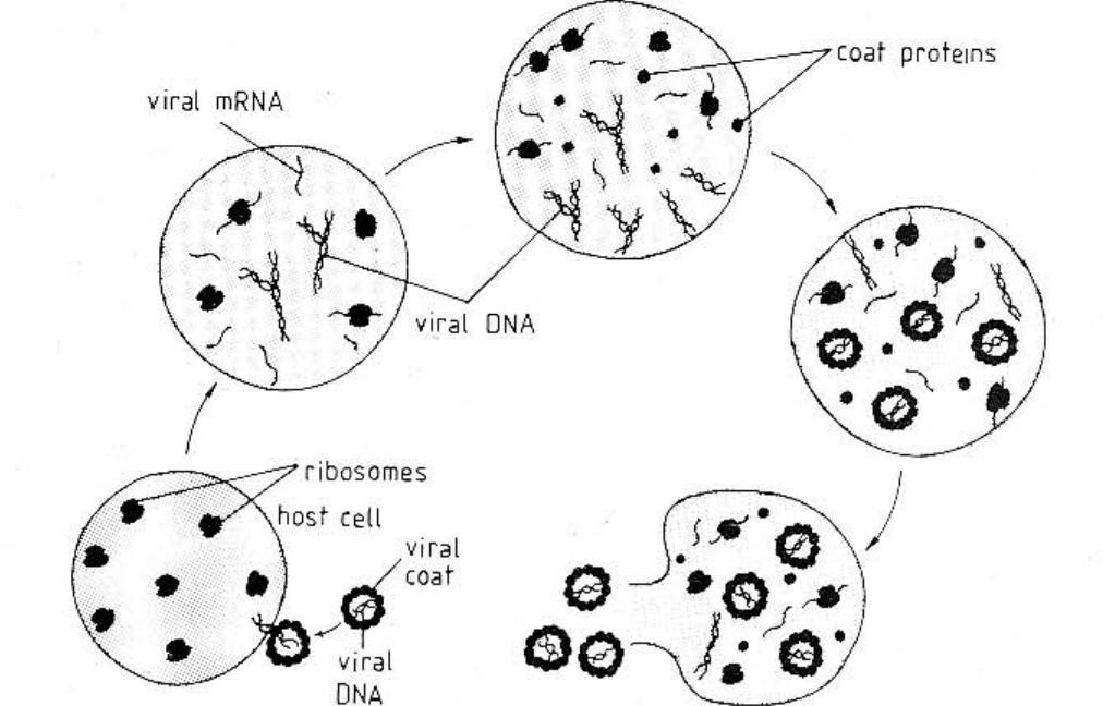 The life cycle of a dna virus begins with a viral particle