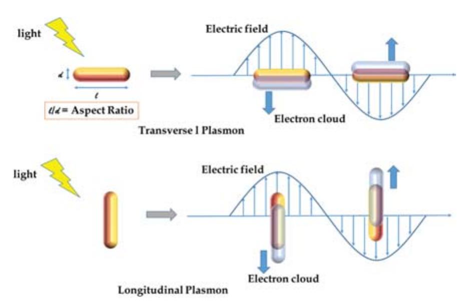 Schematic representation of the transverse and longitudinal