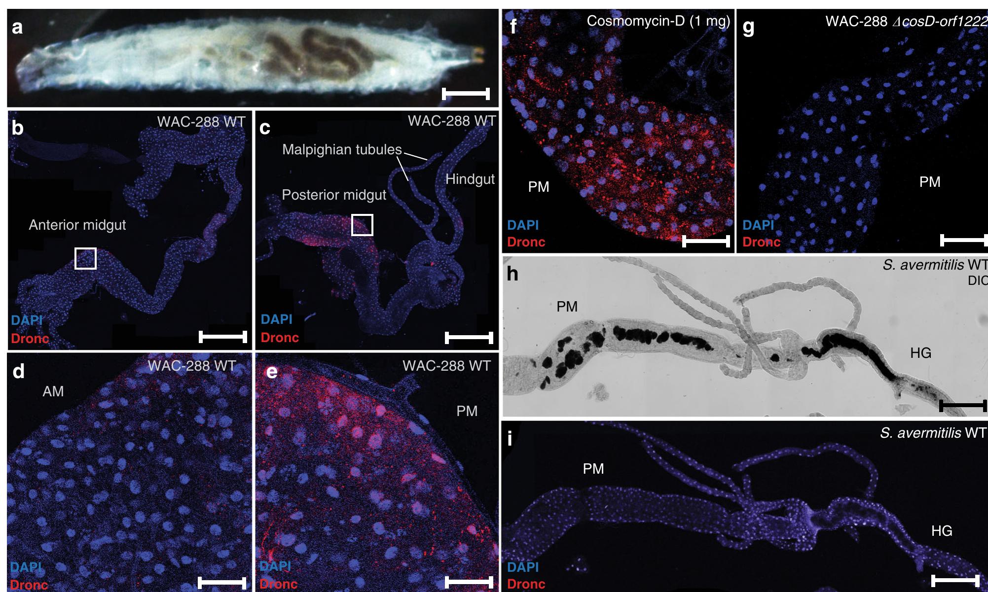 Cell death in d. melanogaster is triggered by the