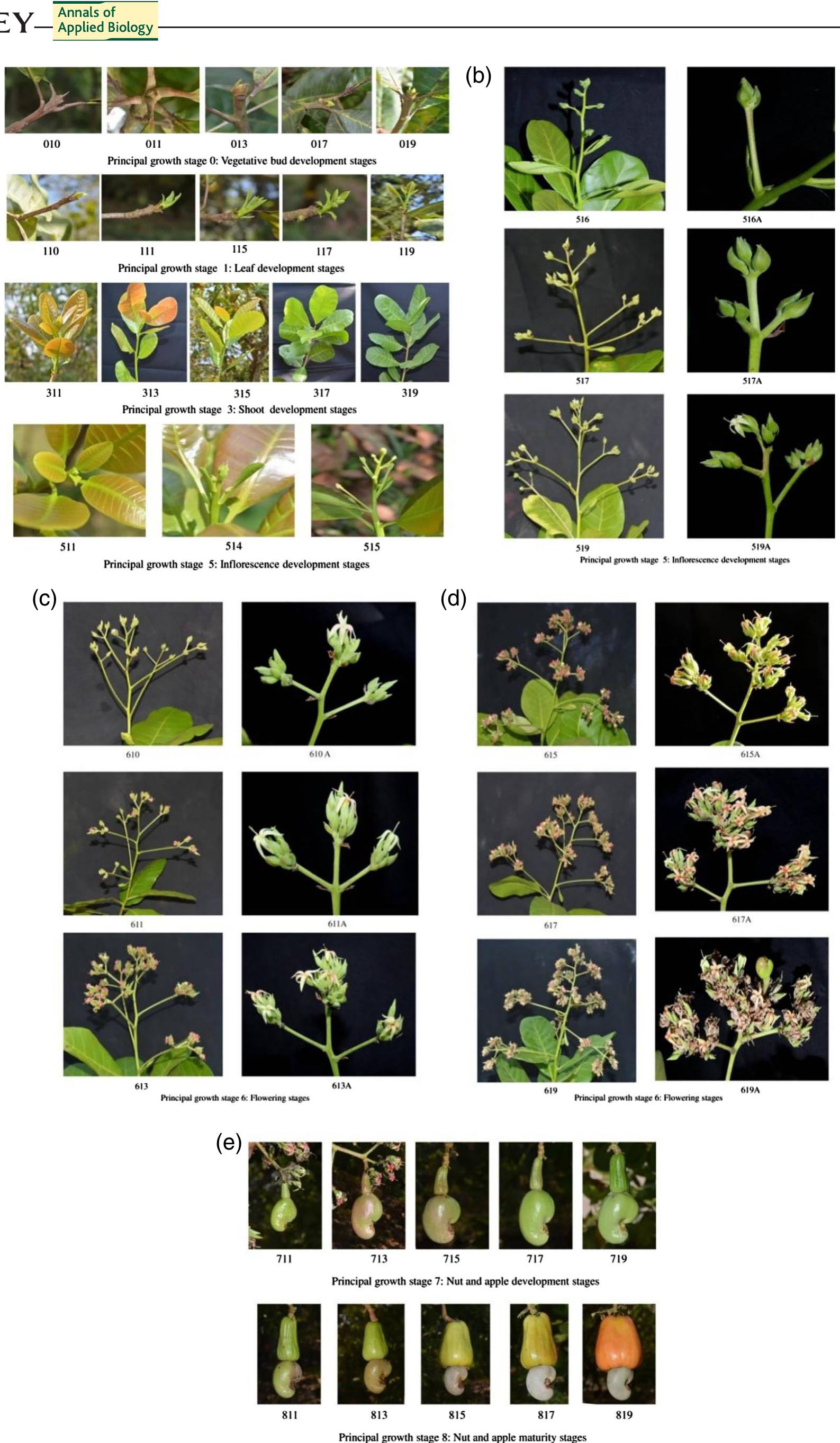 Figure 1 - Phenological growth stages of the cashew tree
