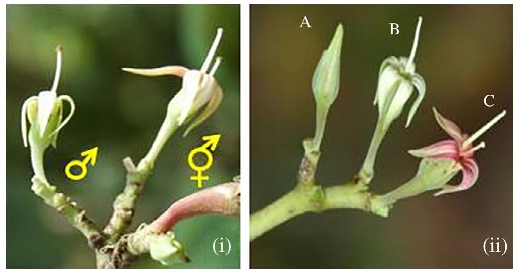 _ the two types of flowers (staminate and hermaphrodite) (i)