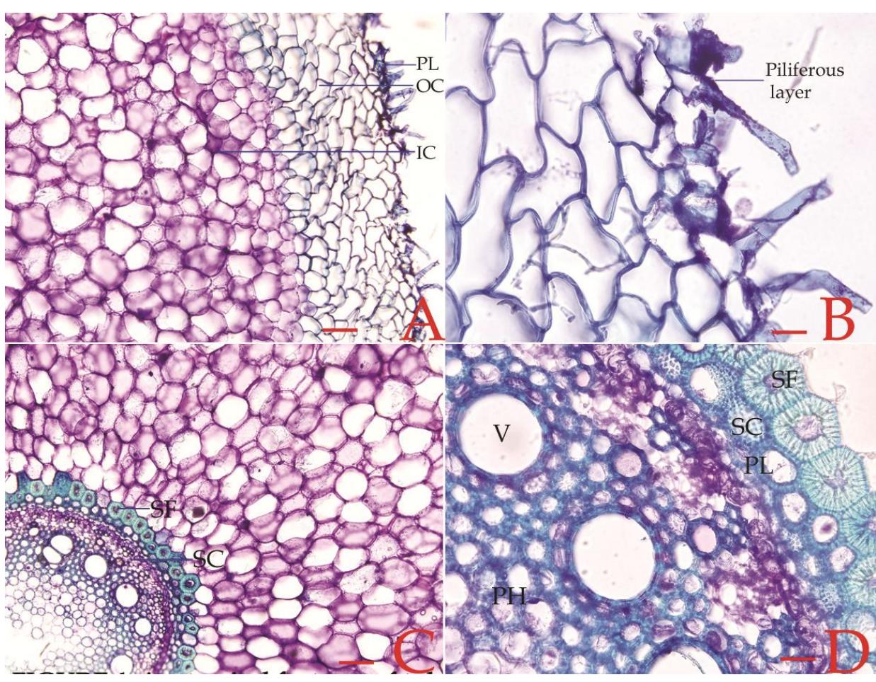 Anatomical features of tuberous roots a. cortex layer