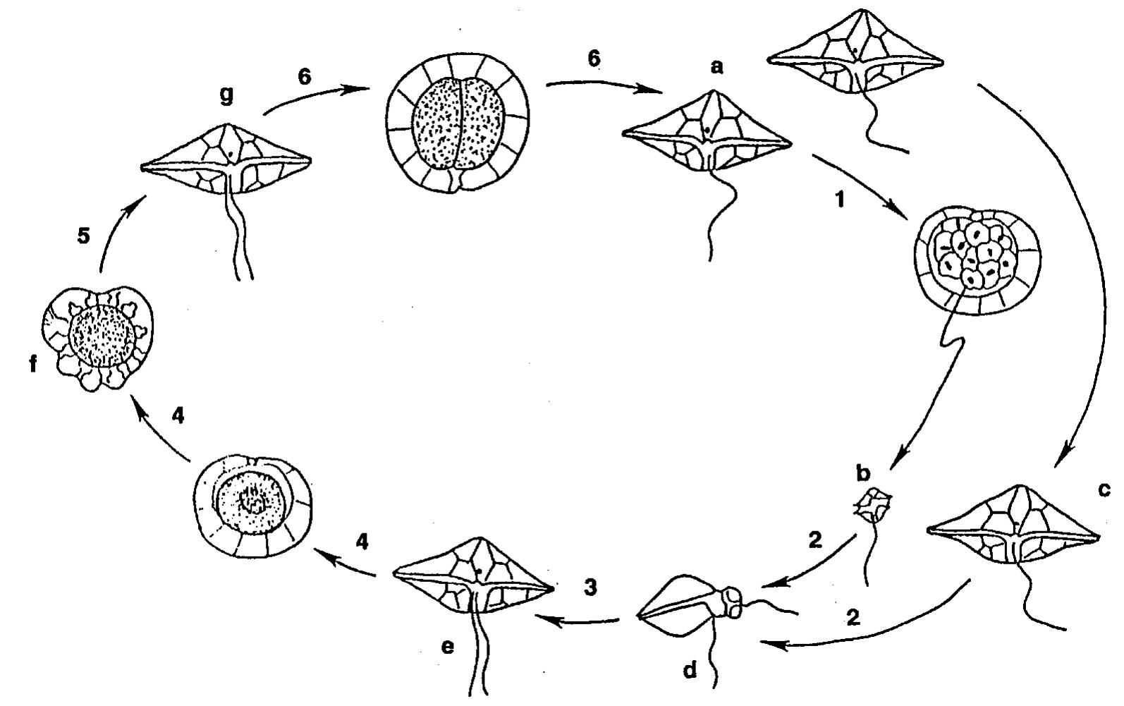 Diagram Of Sexual Life Cycle Of P Steinii A Vegetative