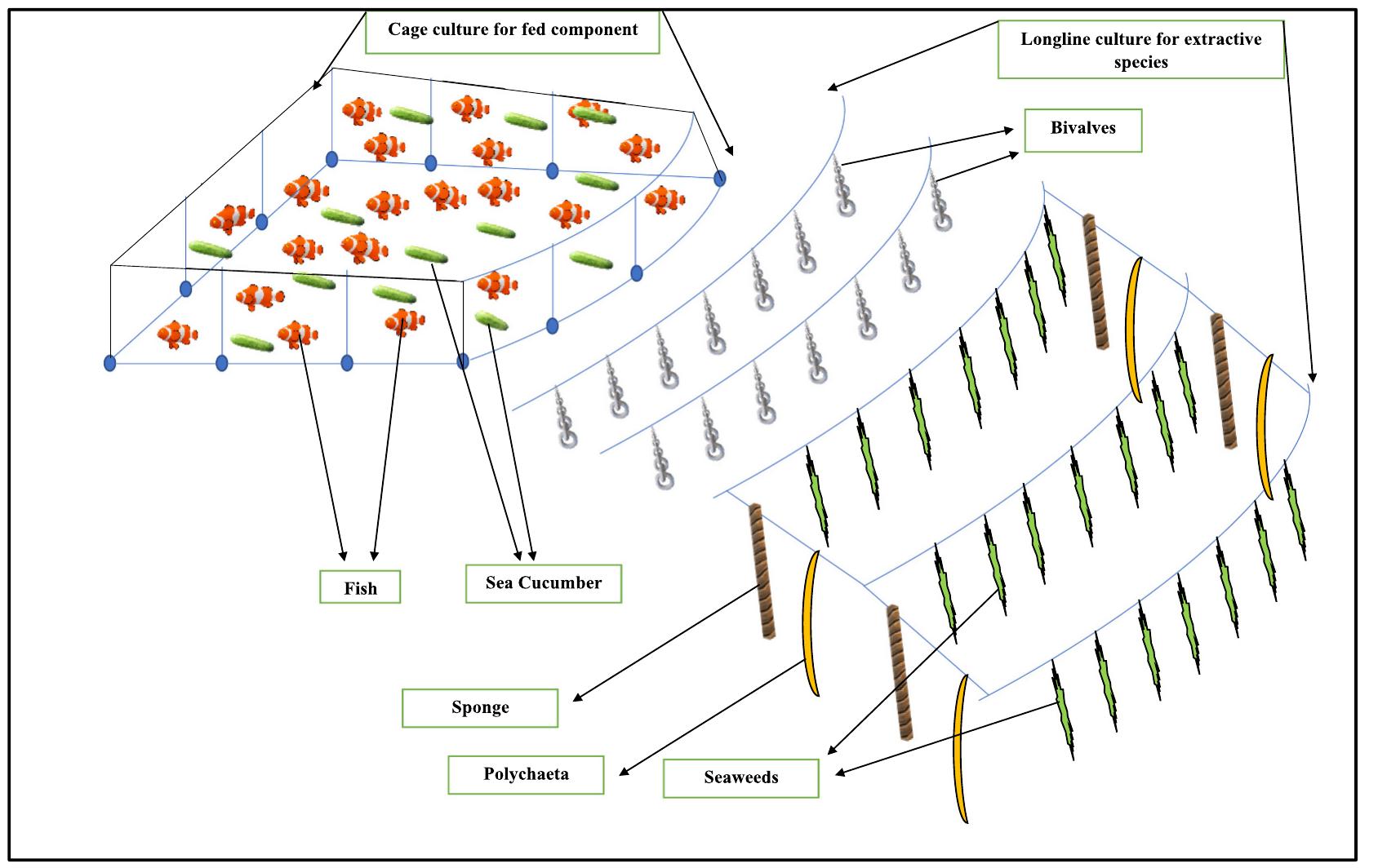 A schematic representation of the basic design of an imta