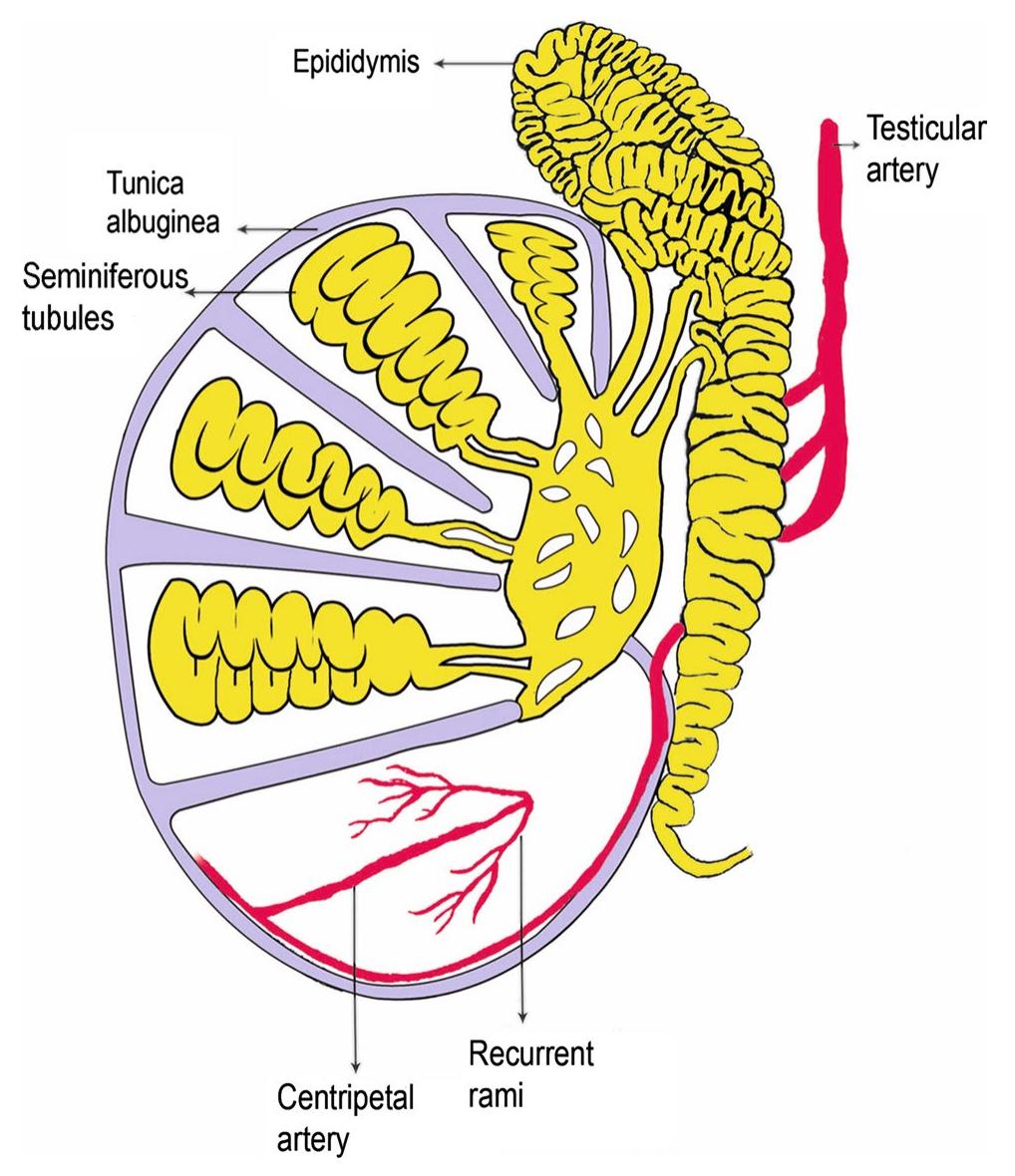Vascular anatomy of the testis