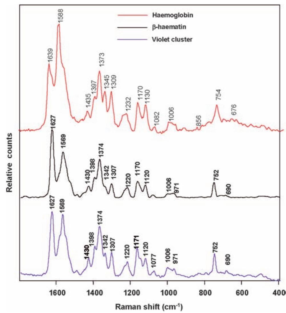 Resonance raman spectra of haemoglobin, b-haematin and the