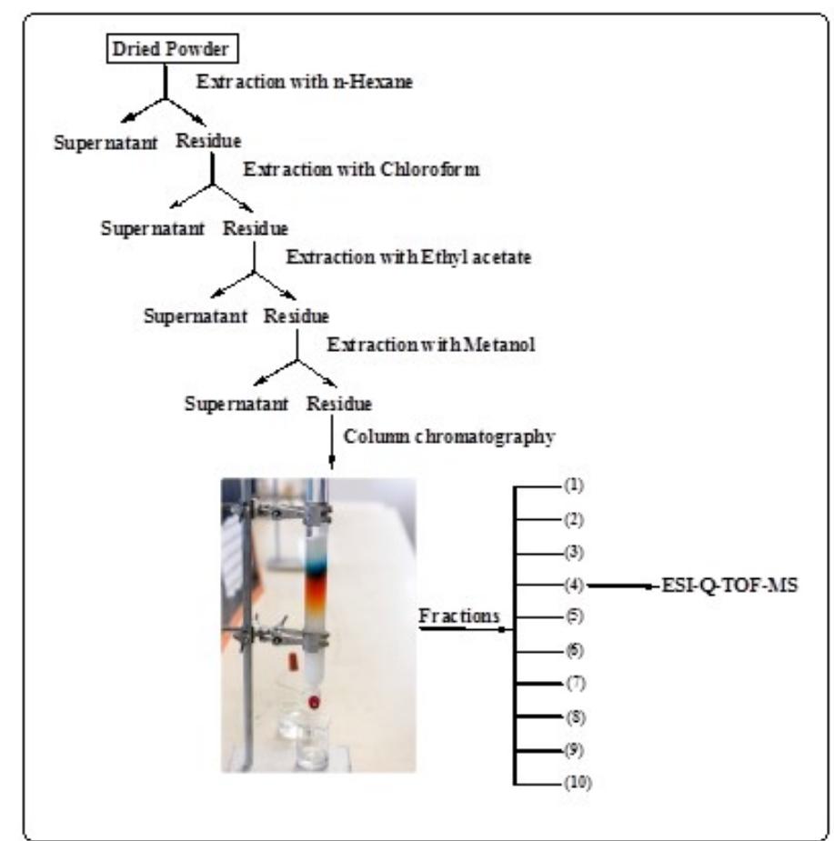 Schematic representation of fractionation from berberis