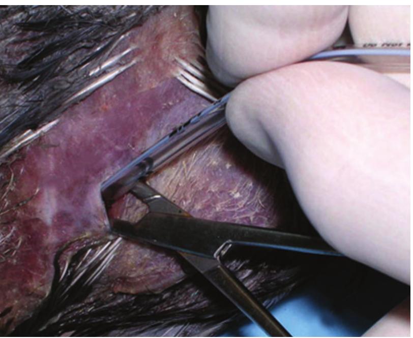 | to insert an air sac cannula, begin by performing a stab