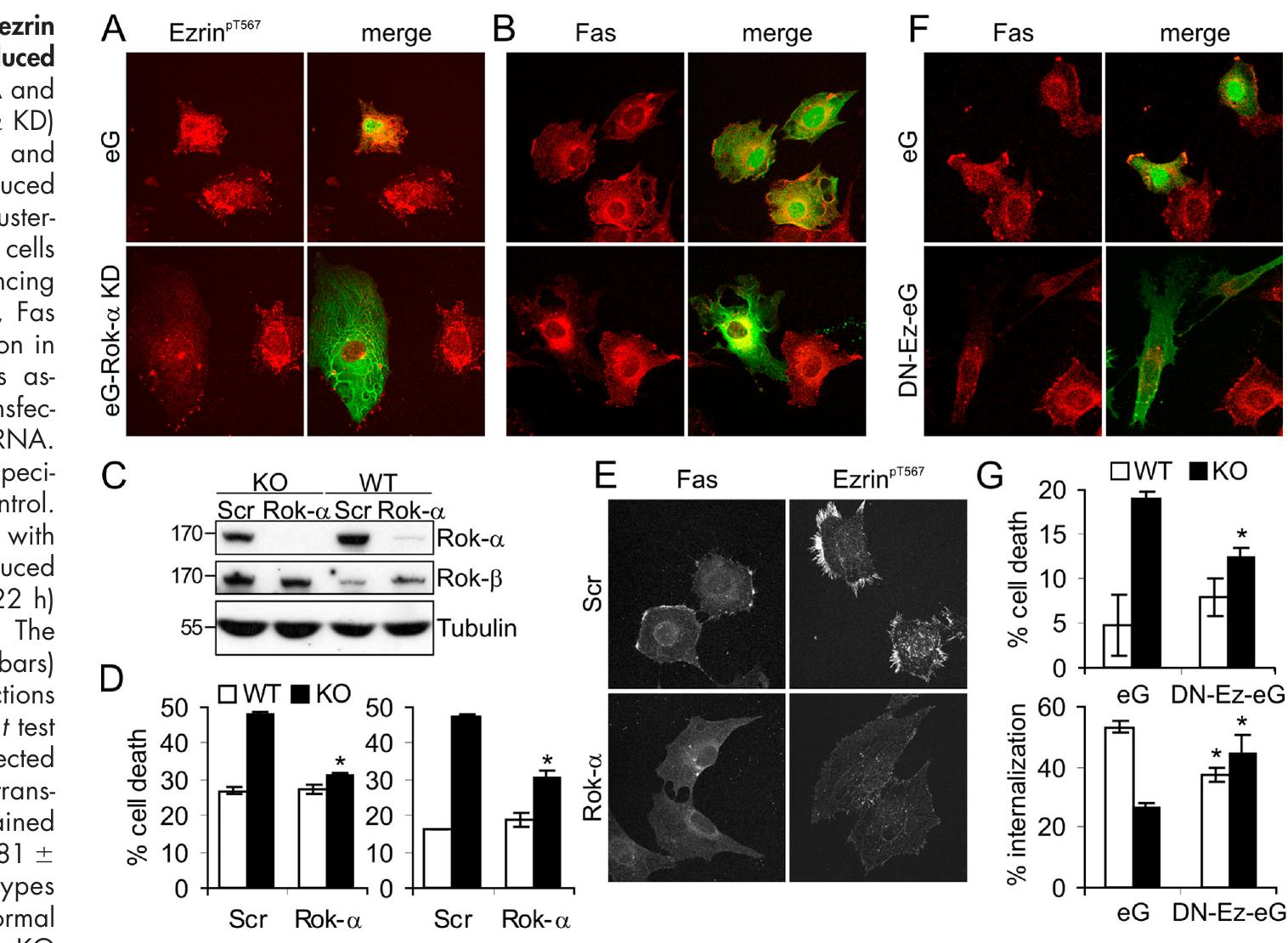 Cells. (f) morphology and fas staining of ko cells