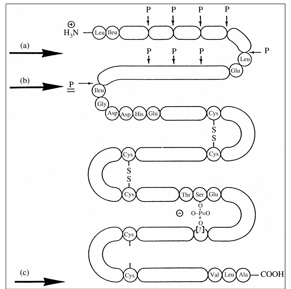 (PDF) Pepsinogens: Physiology, Pharmacology Pathophysiology and Exercise