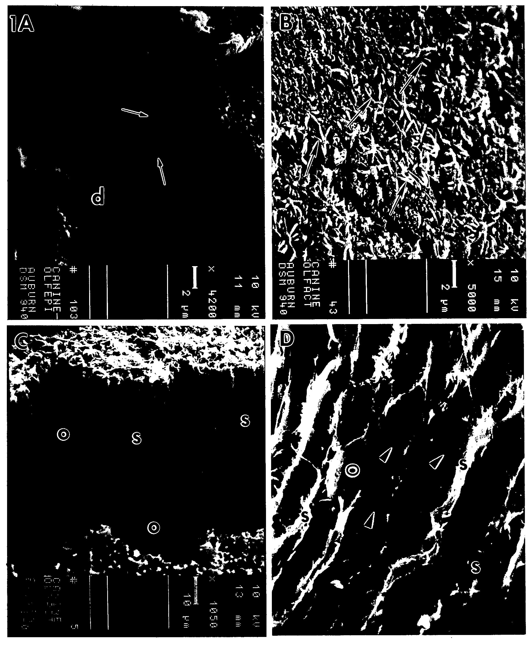 Figure 1 - Canine Detection of Illict Drugs: Sensory