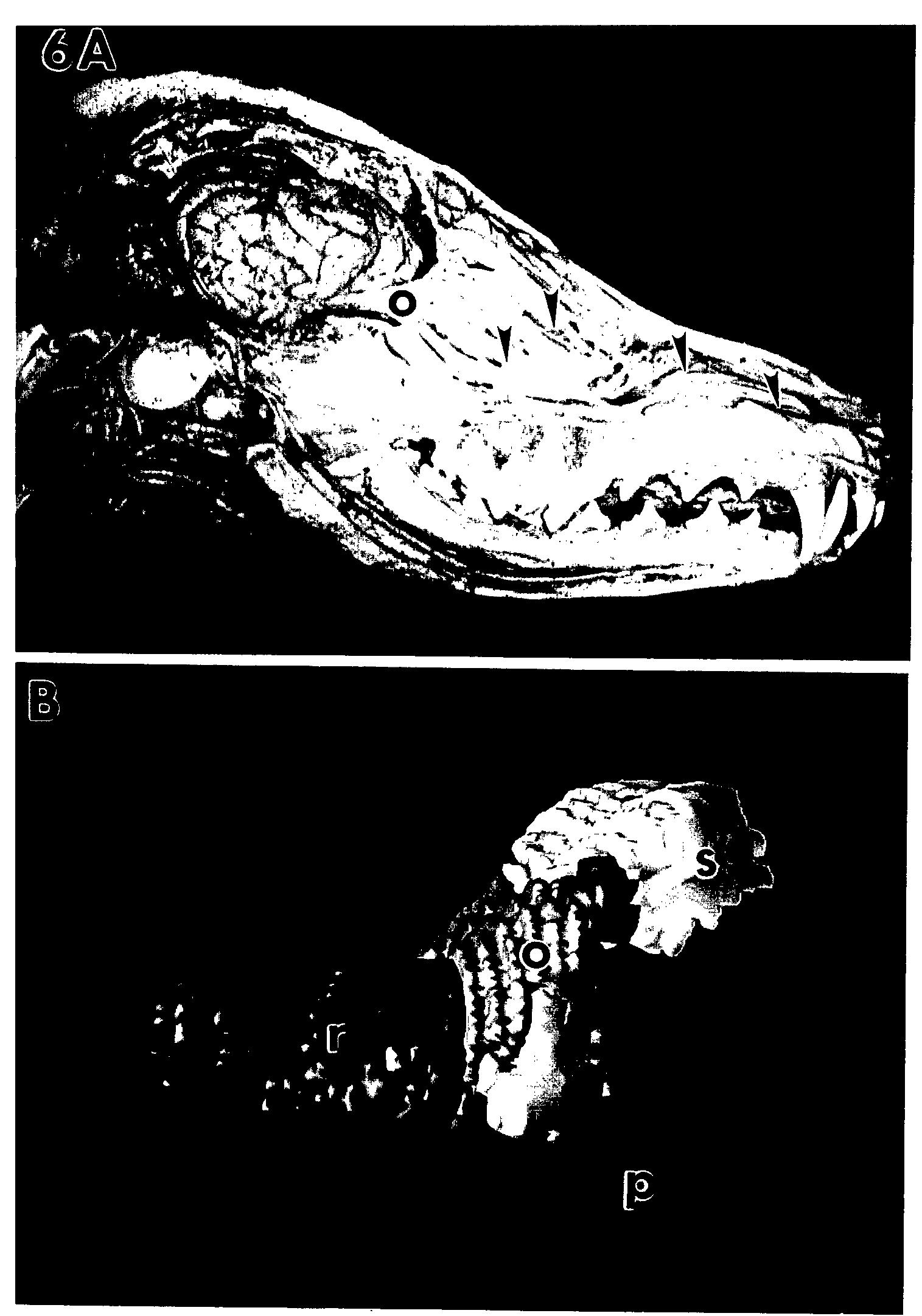 Figure 6 - Canine Detection of Illict Drugs: Sensory