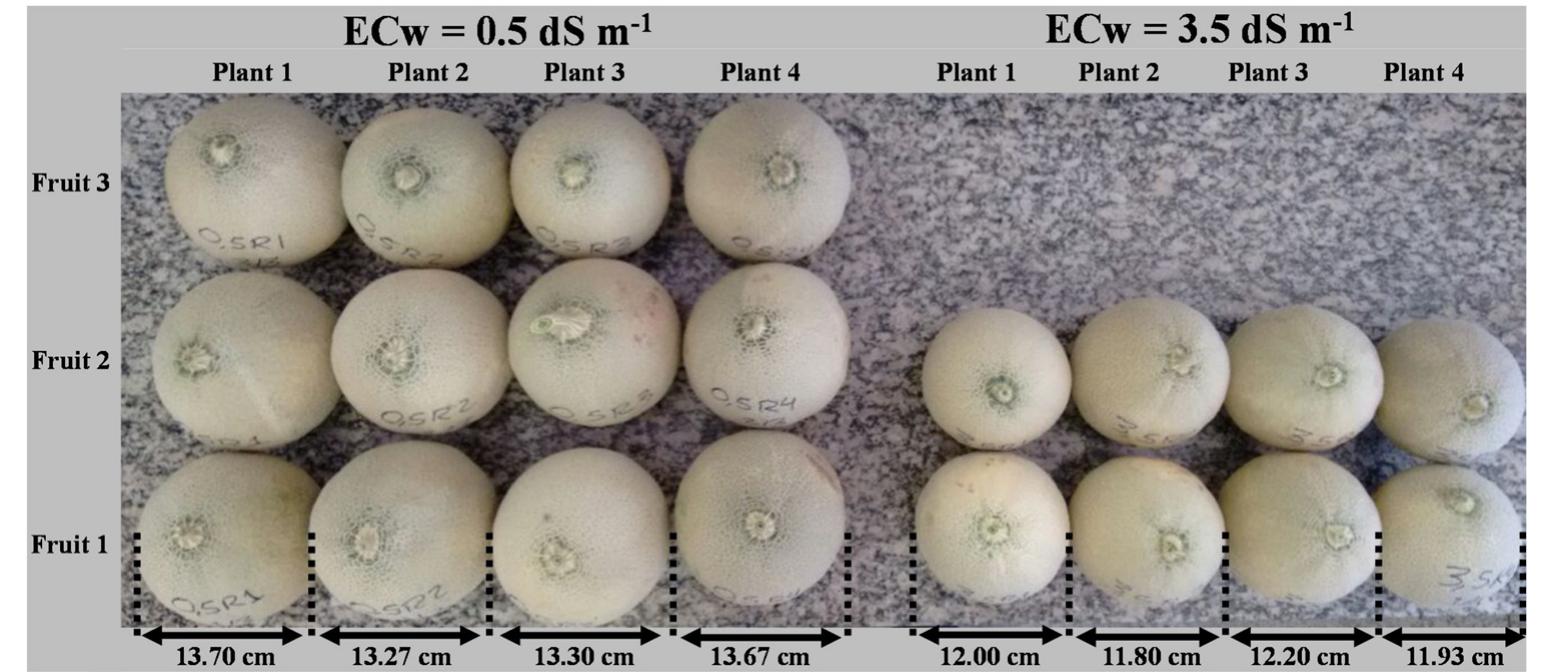 Difference between fruit sizes obtained from plants