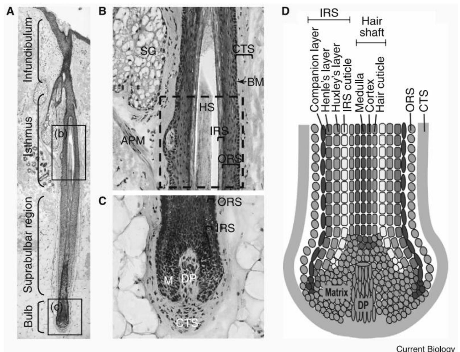 Histomorphology of the hair follicle from the hair follicle