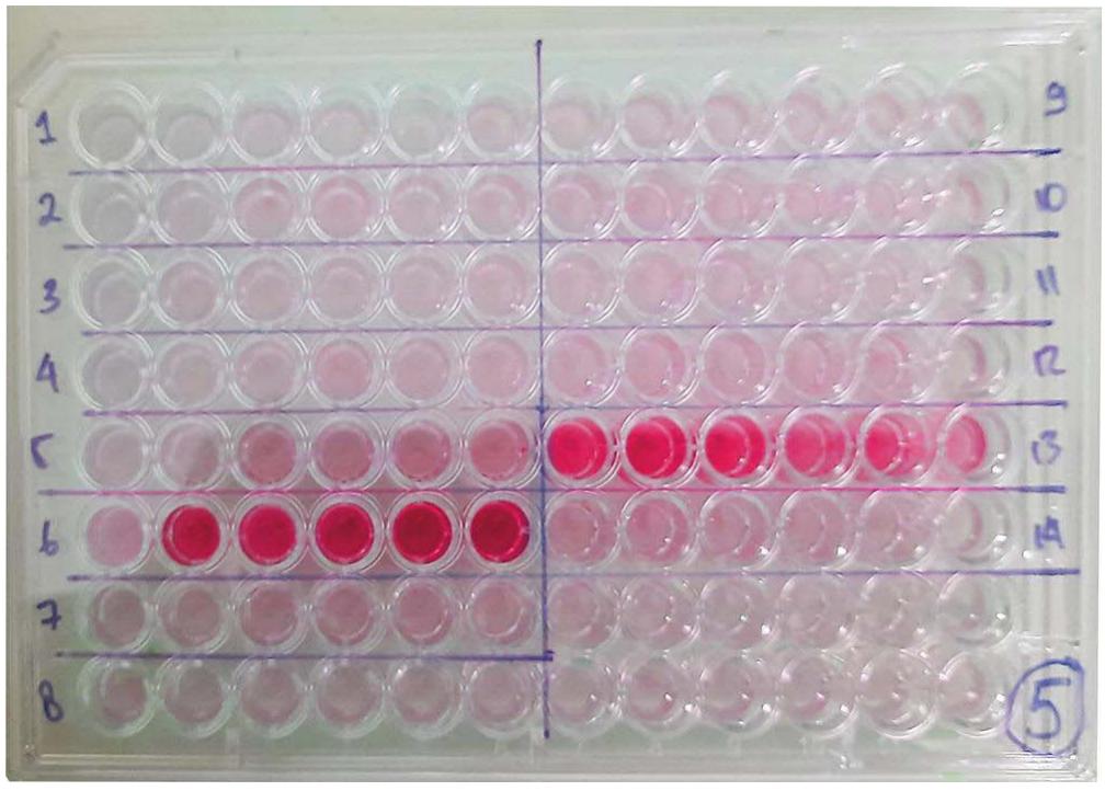 I biofilm production assay. tissue culture plates show
