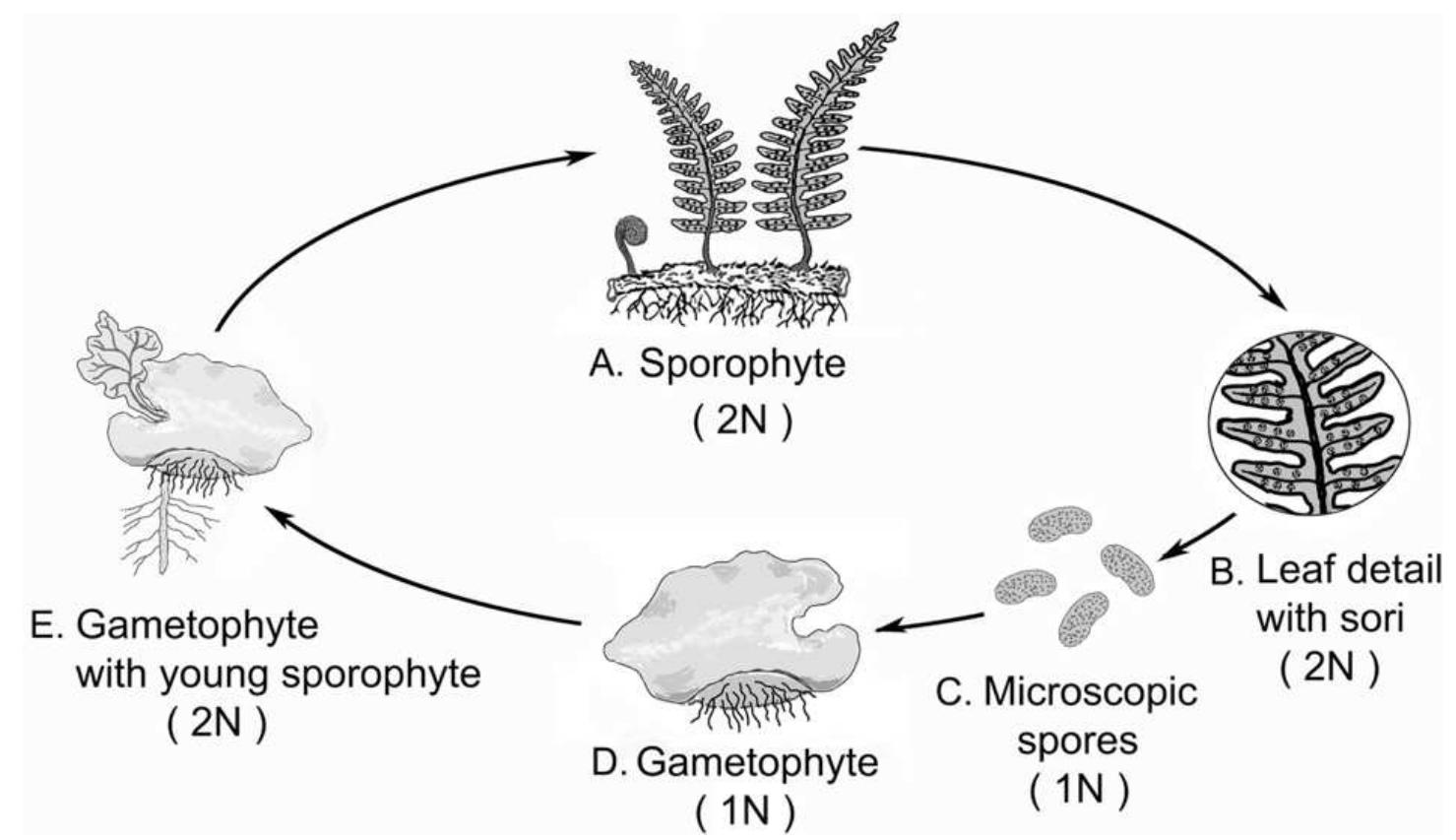 (PDF) Physiological ecology of ferns: Biodiversity and conservation ...