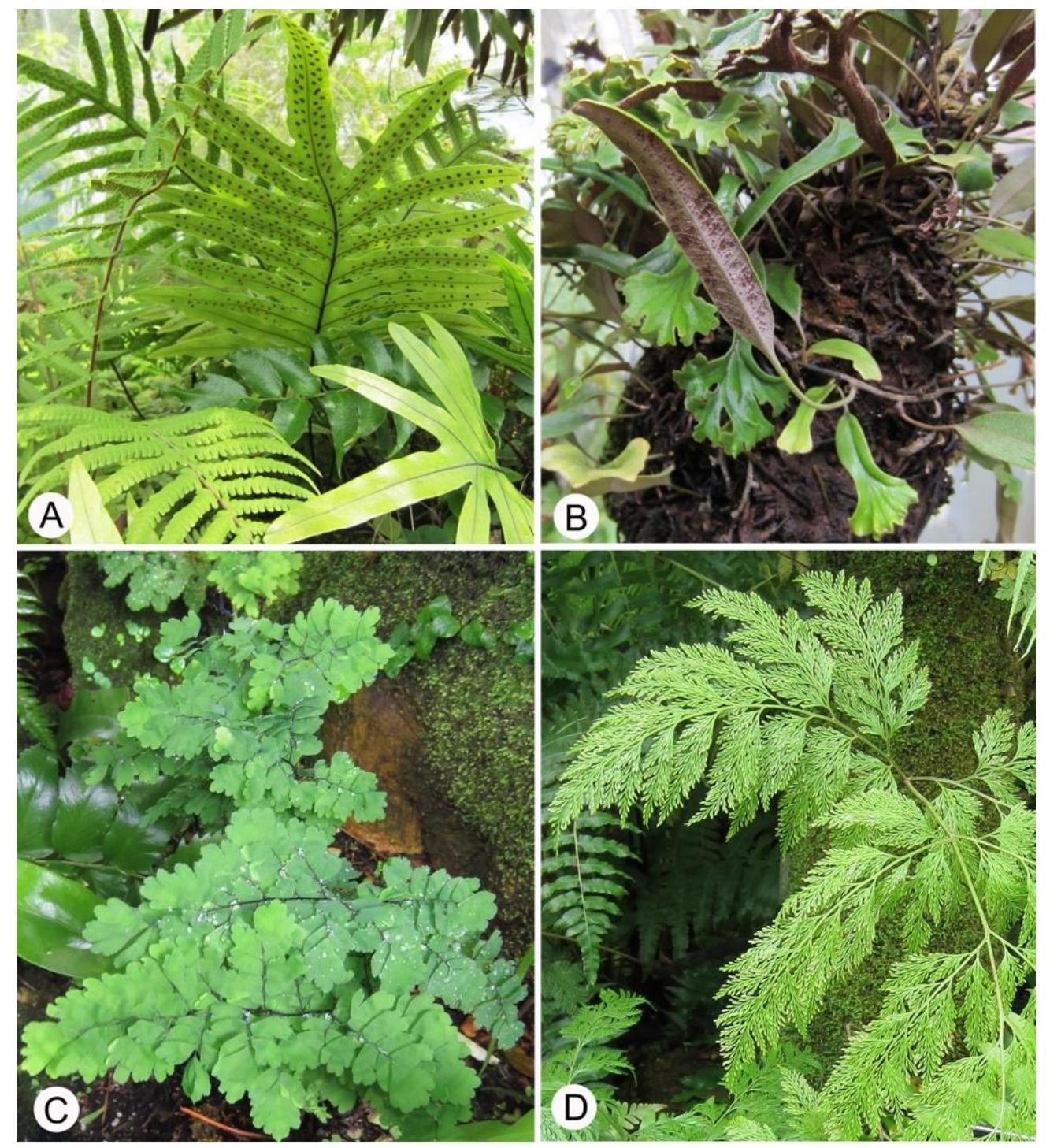 (PDF) Physiological ecology of ferns: Biodiversity and conservation ...
